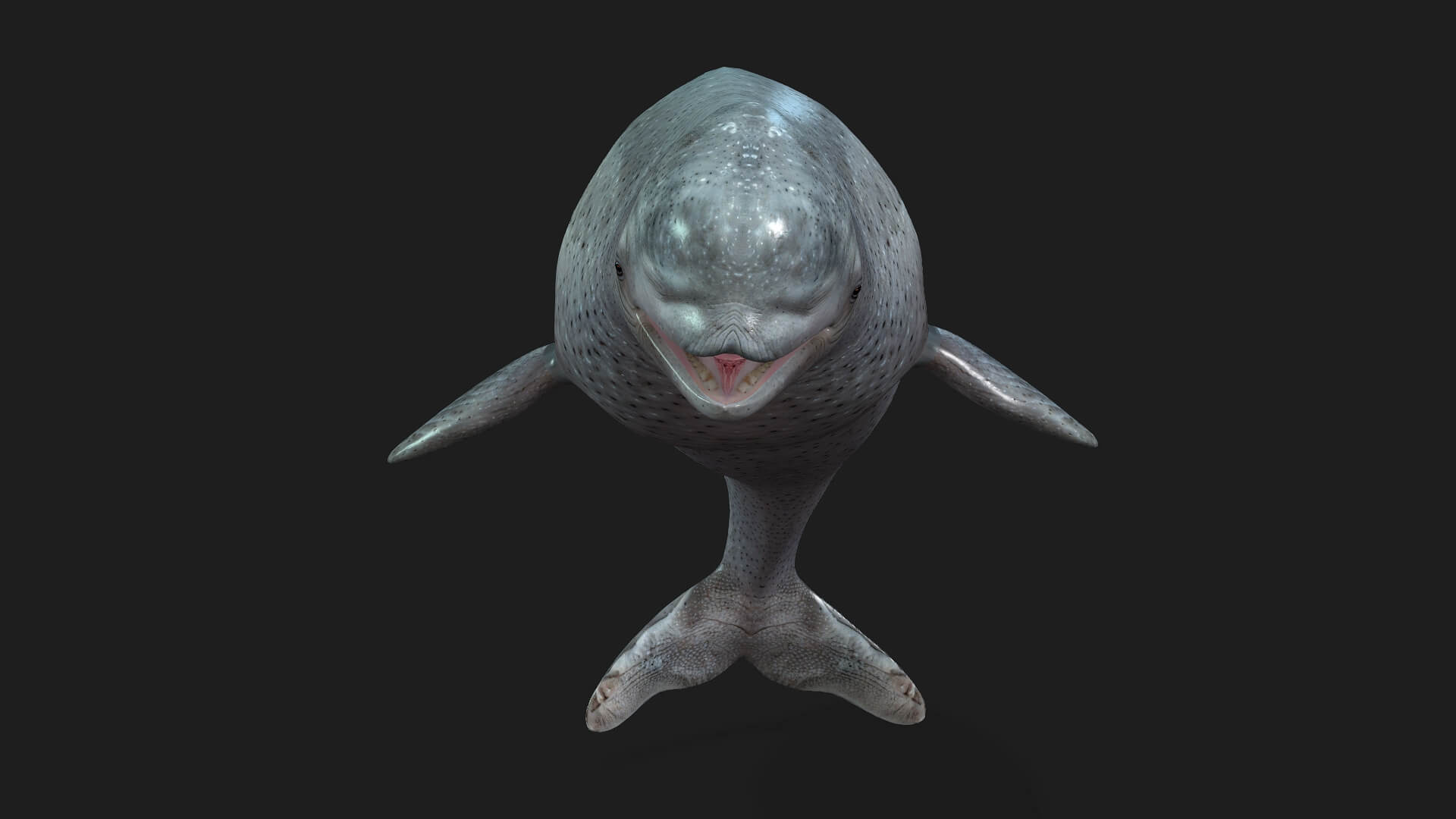 Beluga-Animated 3D Model by Animated3d