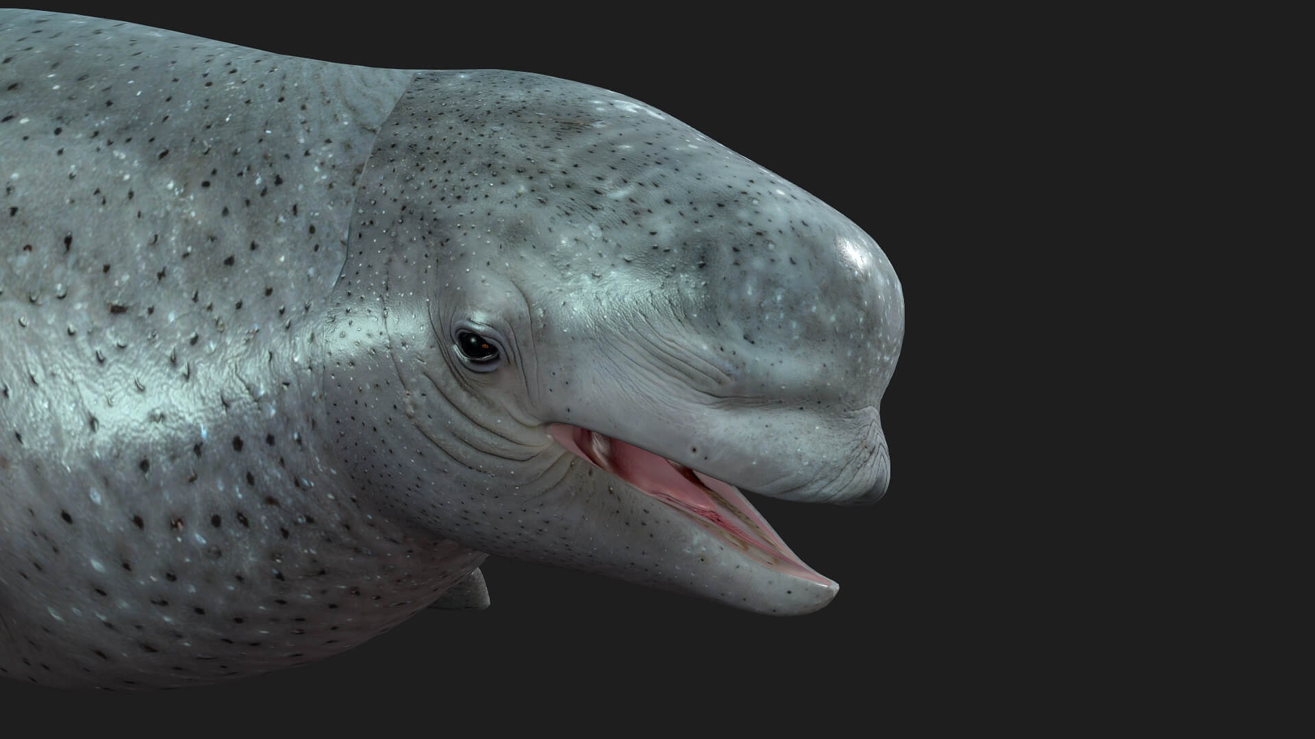 Beluga-Animated 3D Model by Animated3d