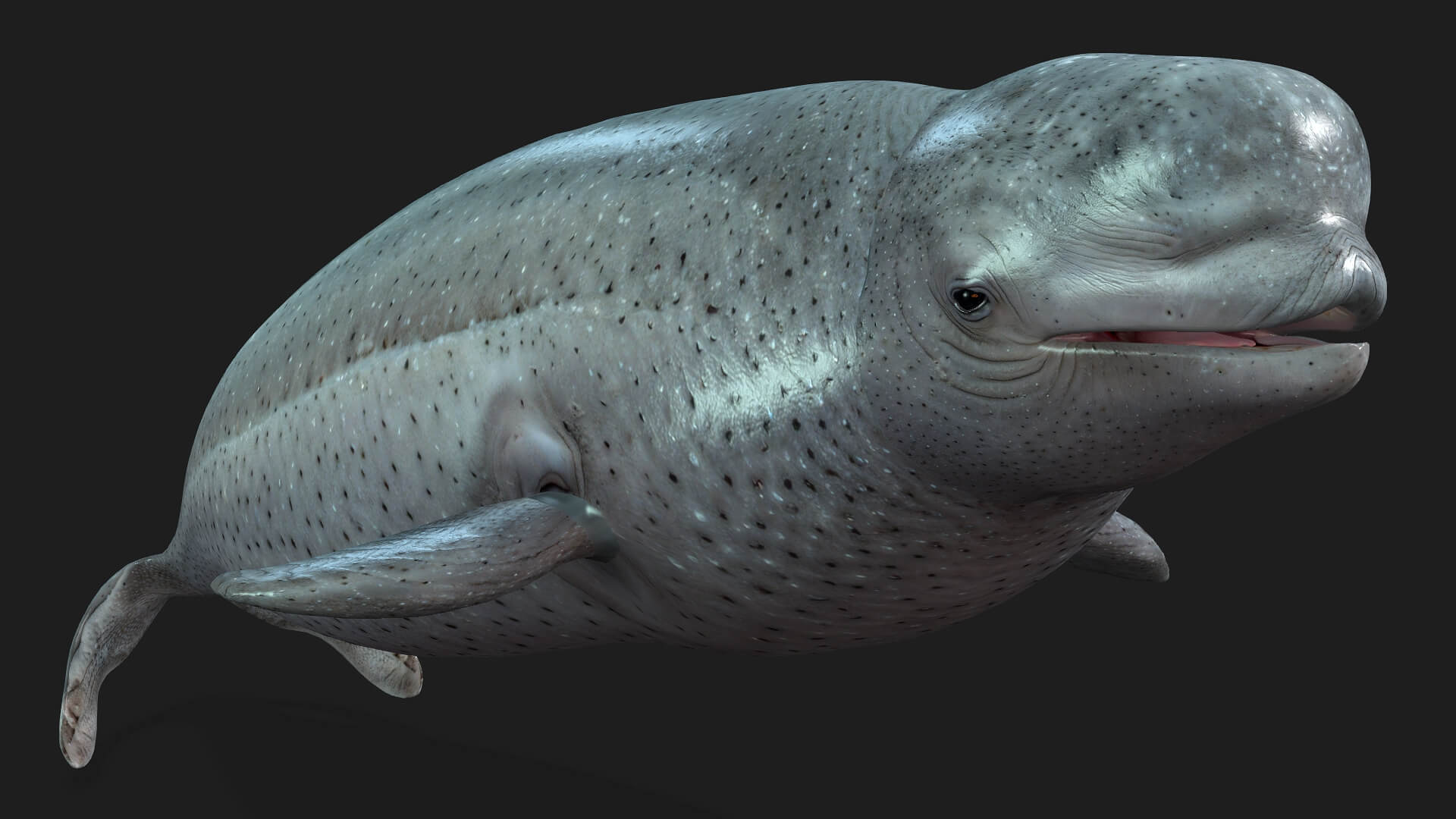 Beluga-Animated 3D Model by Animated3d