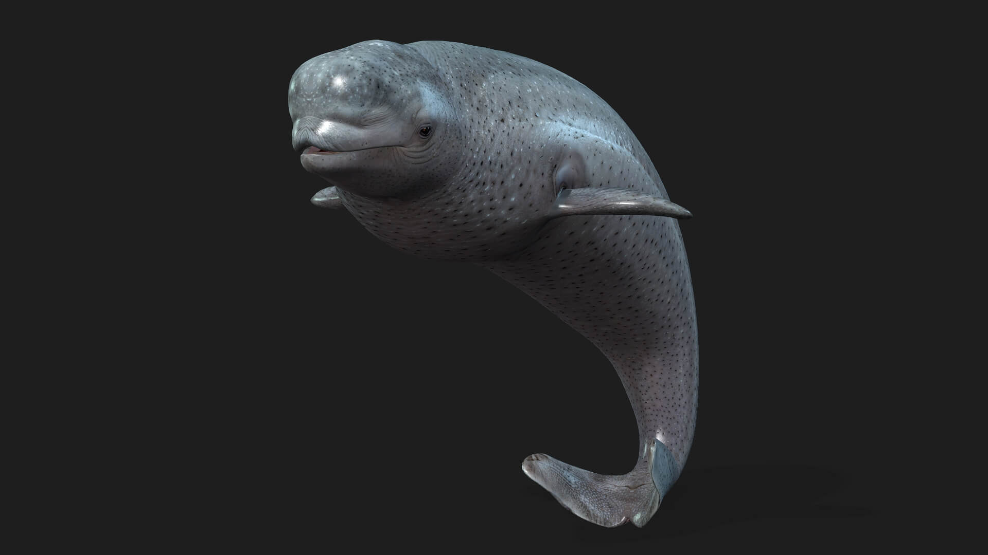 Beluga-Animated 3D Model by Animated3d