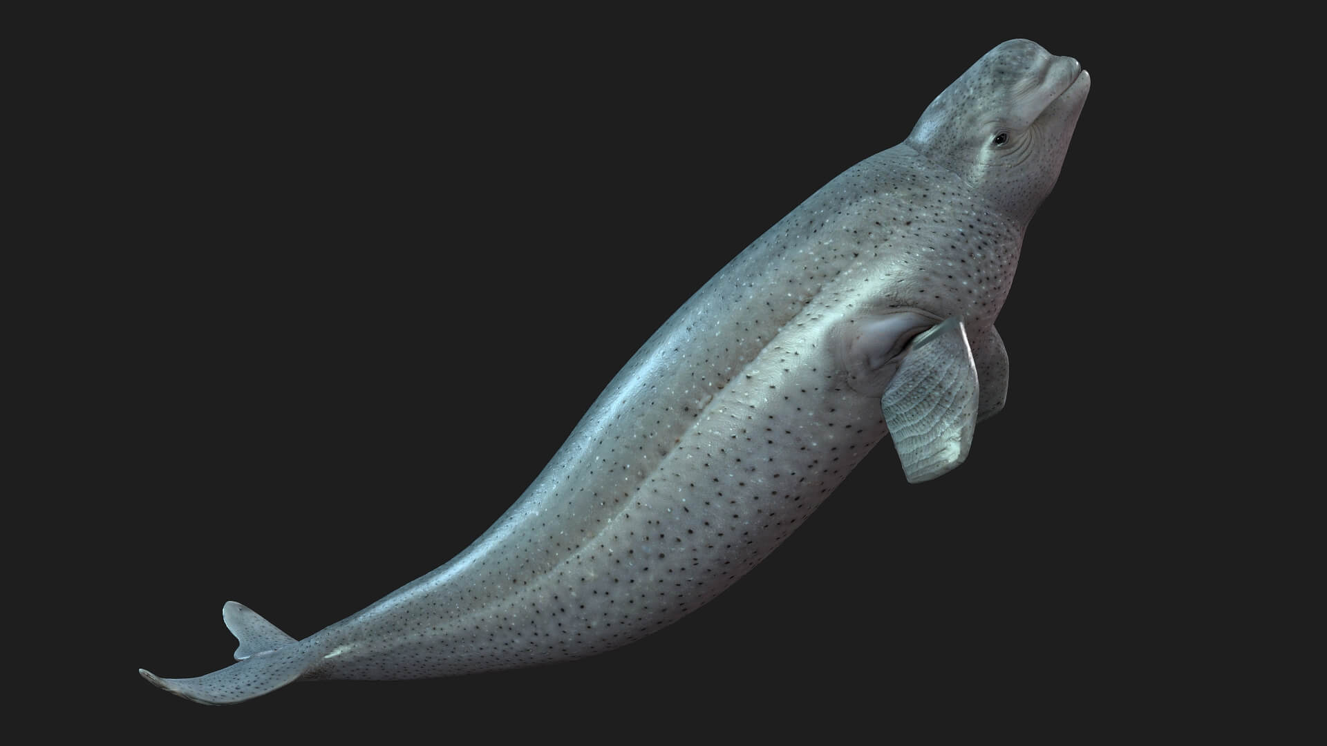 Beluga-Animated 3D Model by Animated3d