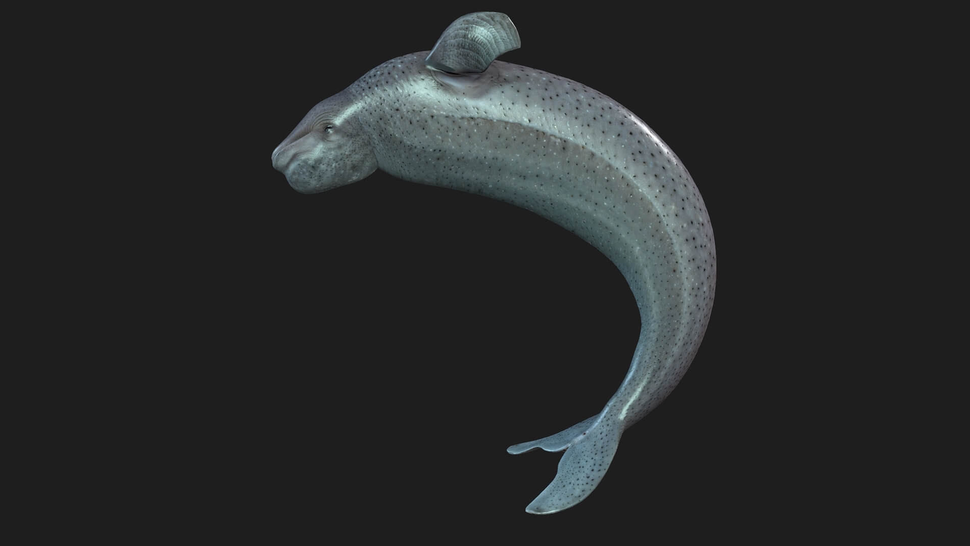 Beluga-Animated 3D Model by Animated3d