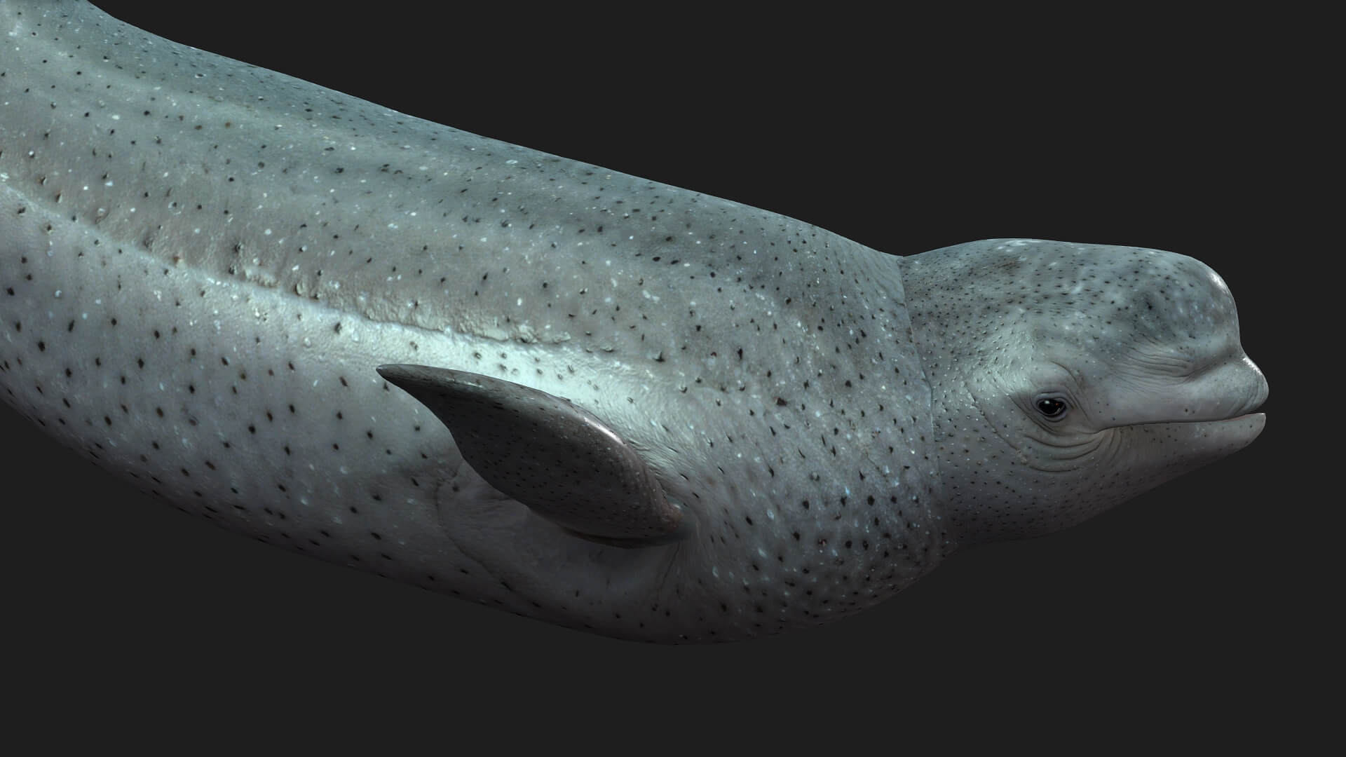 Beluga-Animated 3D Model by Animated3d