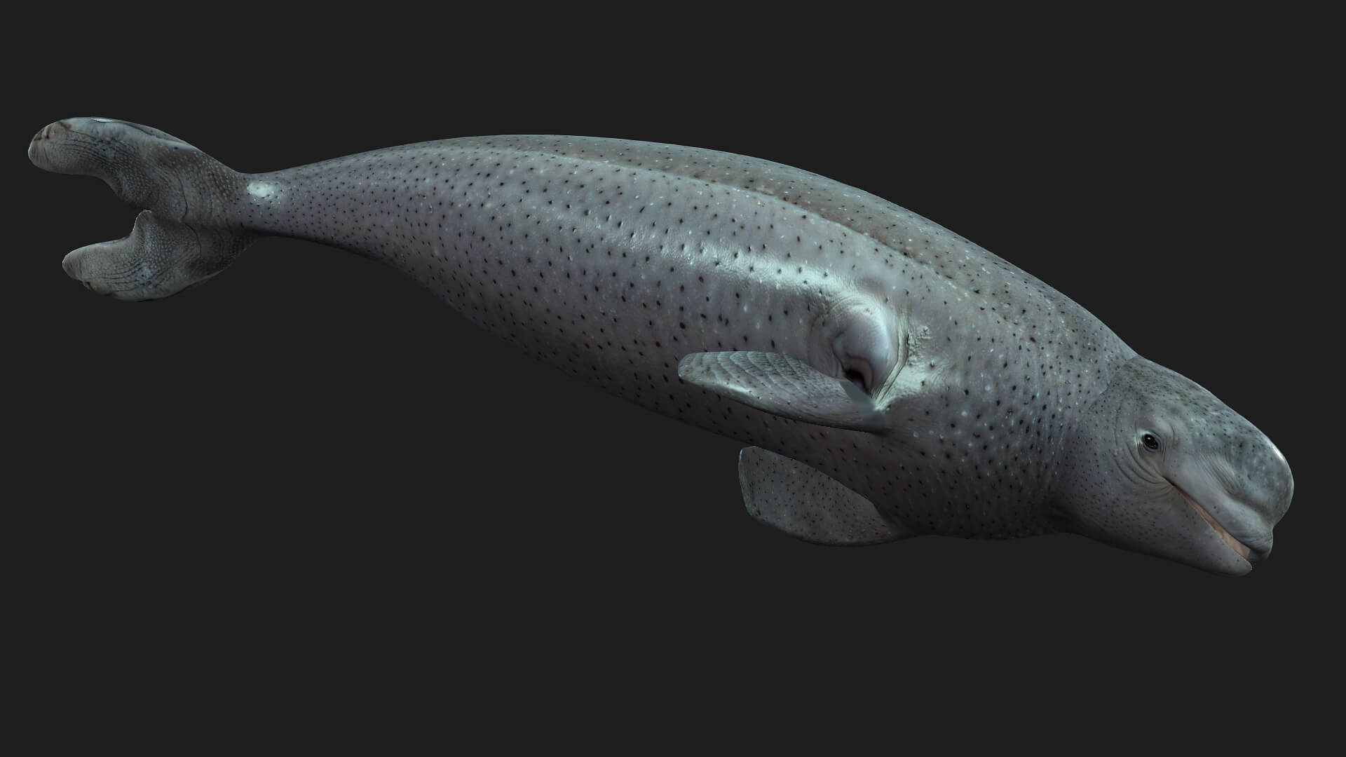 Beluga-Animated 3D Model by Animated3d
