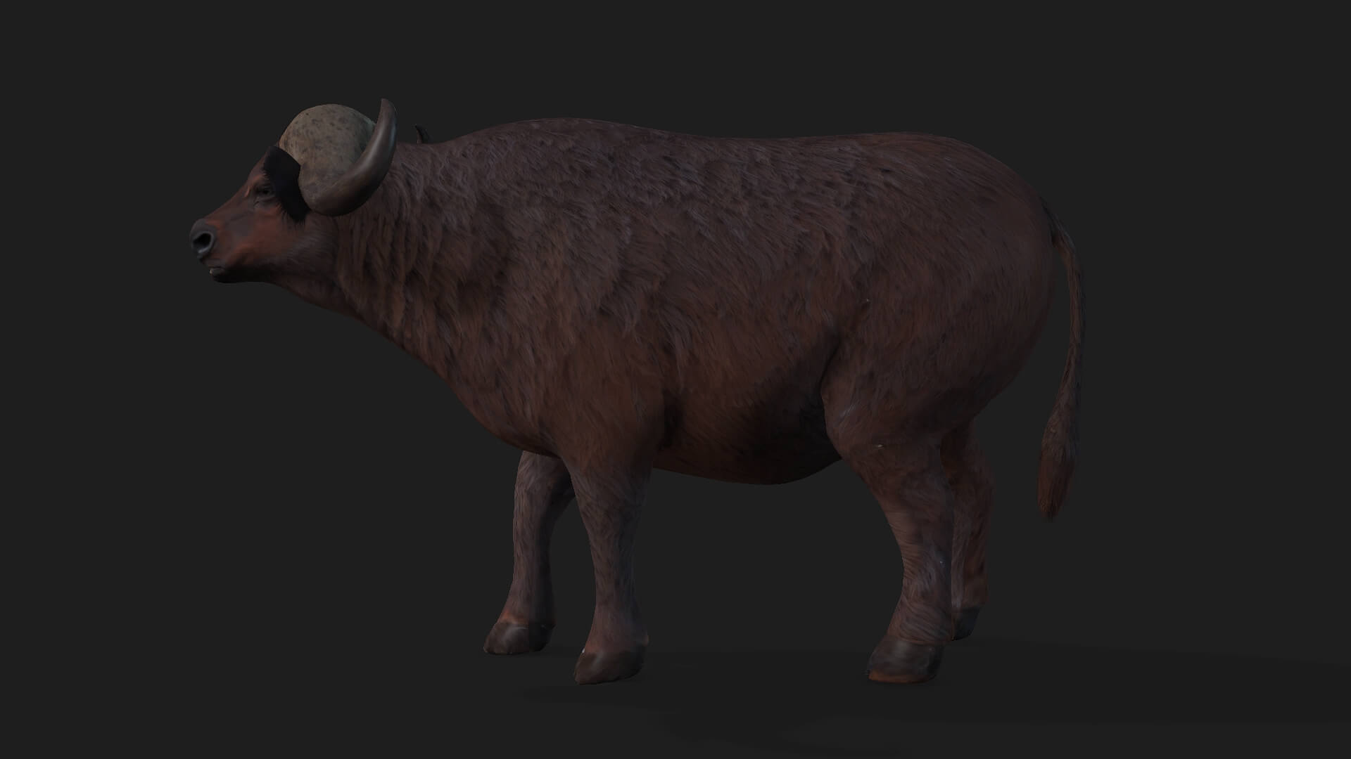 Buffalo A1 Animated - 3D Model by Animated3d