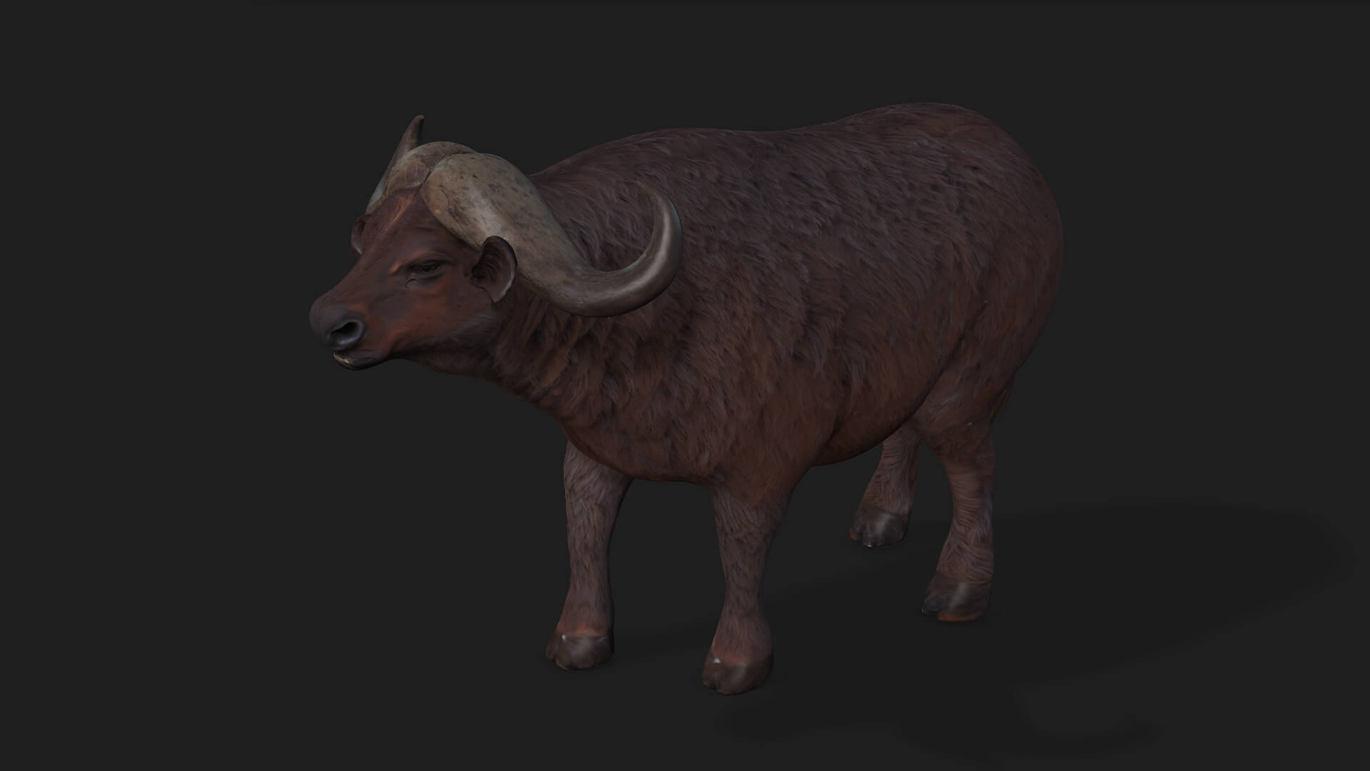 Buffalo A1 Animated - 3D Model by Animated3d