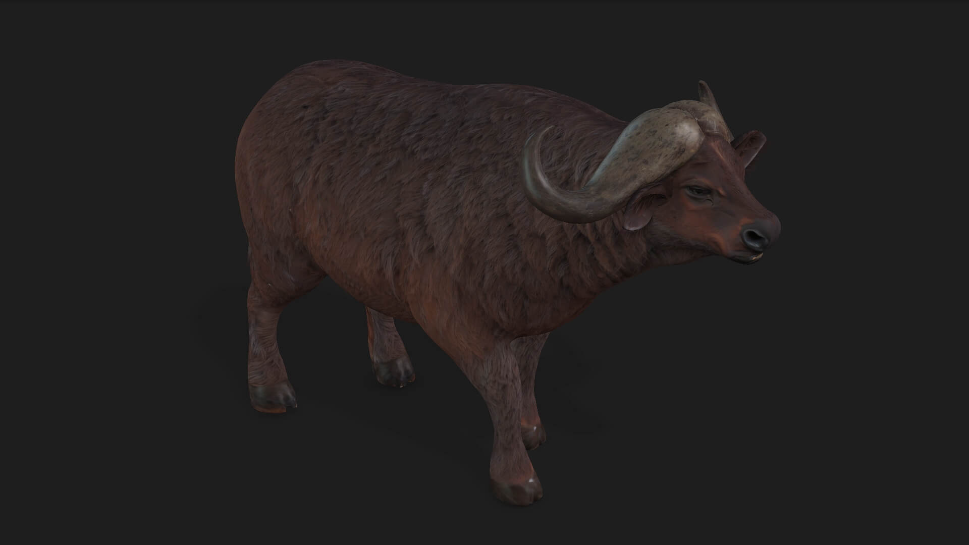 Buffalo A1 Animated - 3D Model by Animated3d