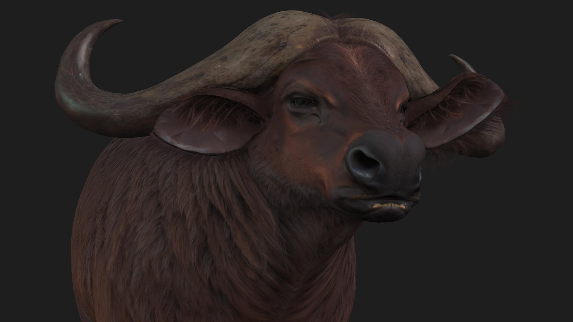 Buffalo A1 Animated - 3D Model by Animated3d