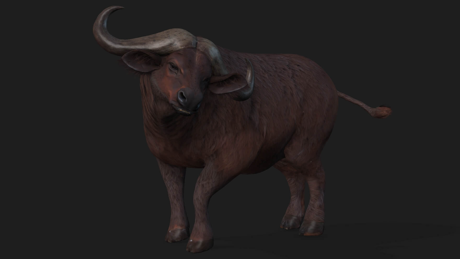 Buffalo A1 Animated - 3D Model by Animated3d