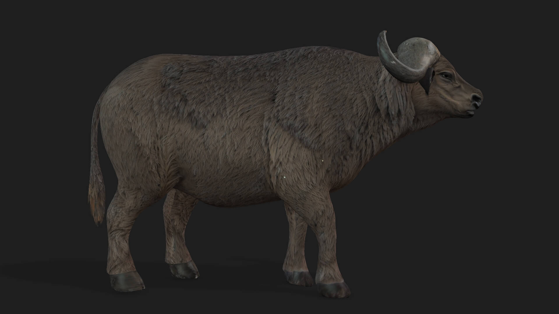 Buffalo A2 Animated - 3D Model by Animated3d