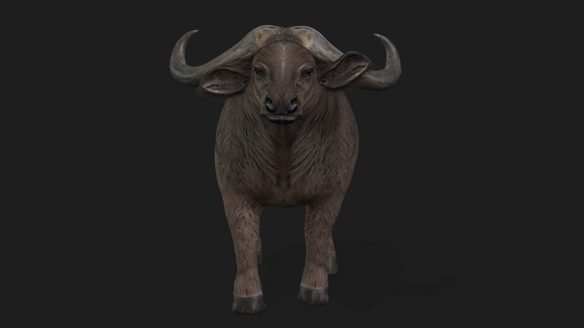 Buffalo A2 Animated - 3D Model by Animated3d