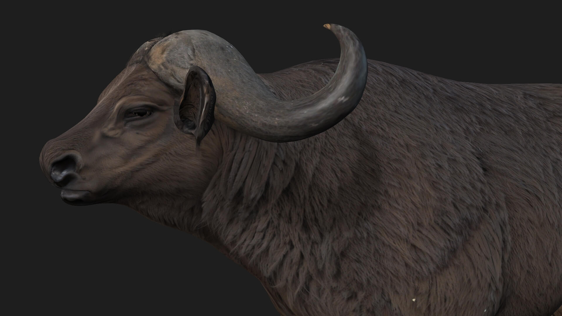 Buffalo A2 Animated - 3D Model by Animated3d