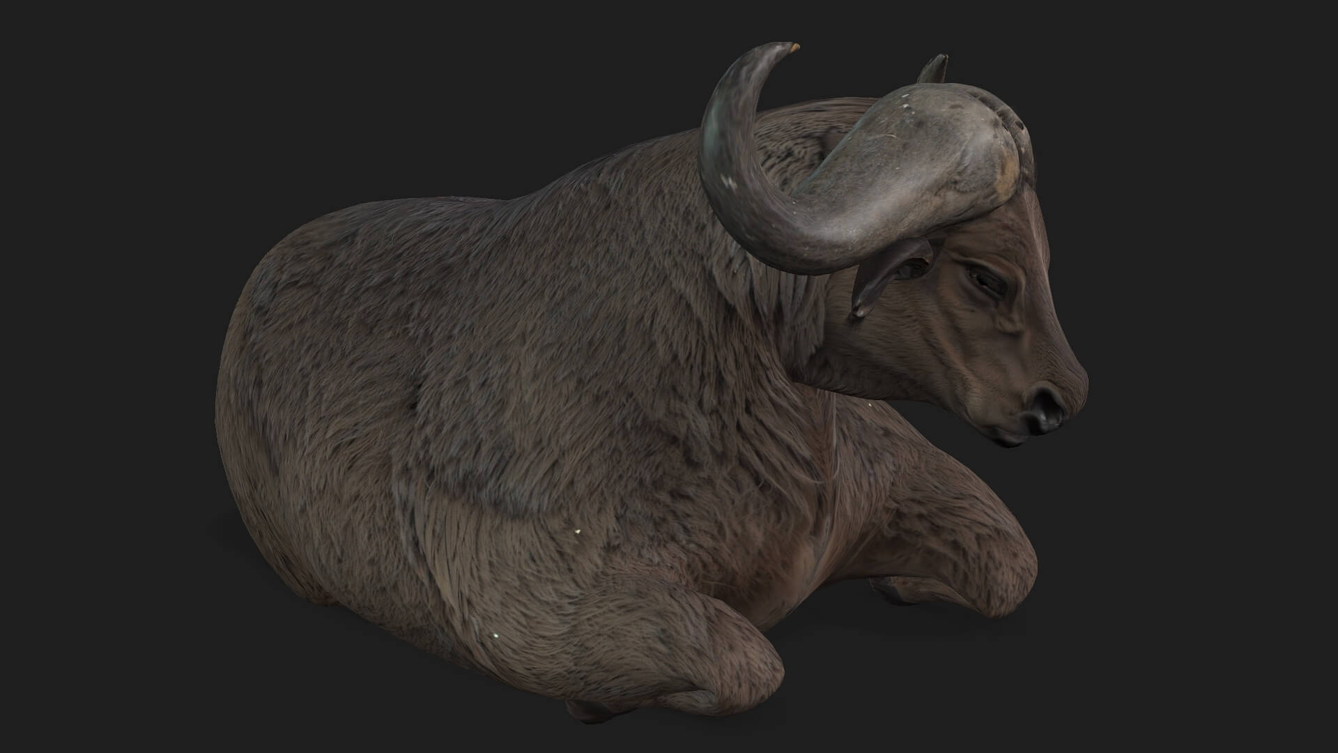 Buffalo A2 Animated - 3D Model by Animated3d