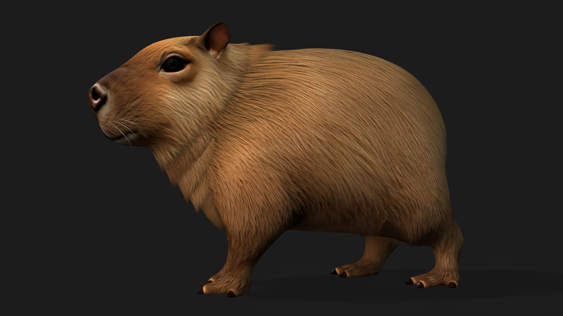 Capybara-A1-Animated 3D Animation by Animated3d