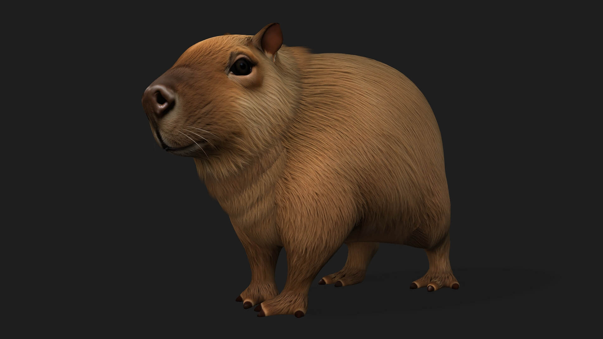 Capybara-A1-Animated 3D Animation by Animated3d
