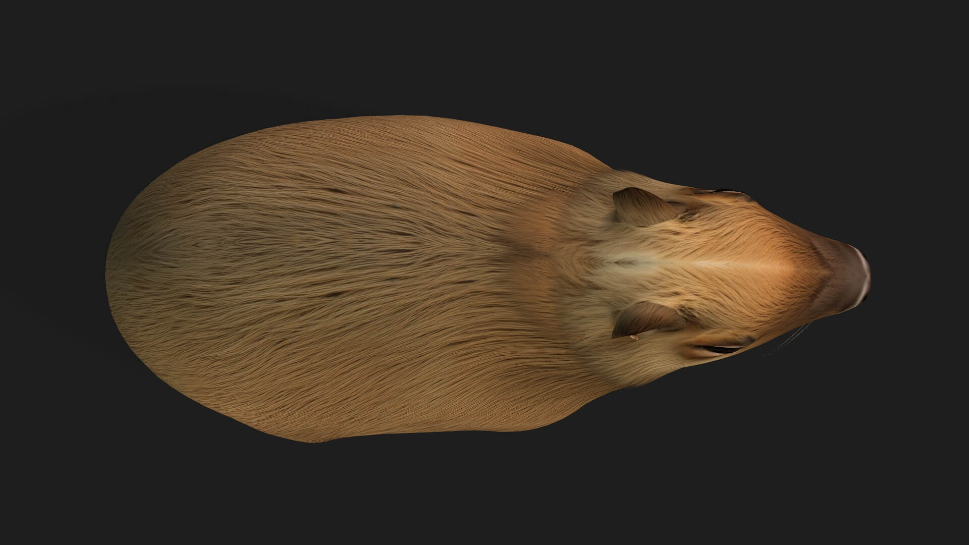 Capybara-A1-Animated 3D Animation by Animated3d
