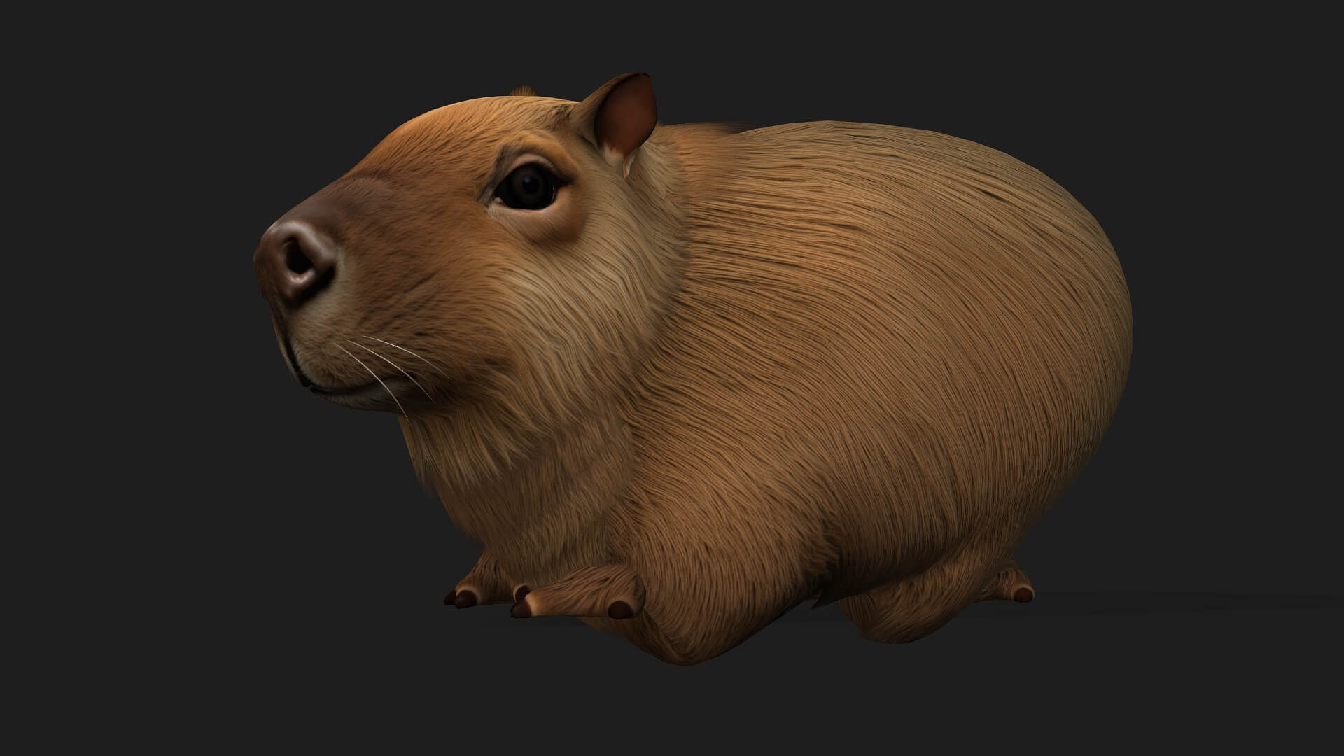 Capybara-A1-Animated 3D Animation by Animated3d