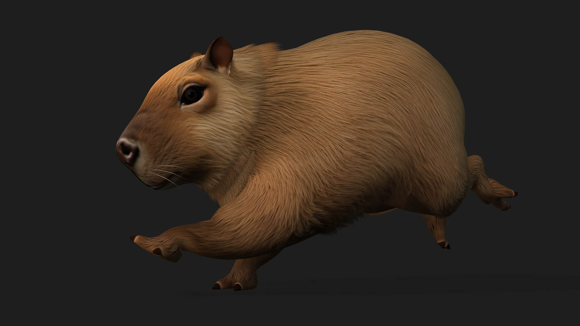 Capybara-A1-Animated 3D Animation by Animated3d