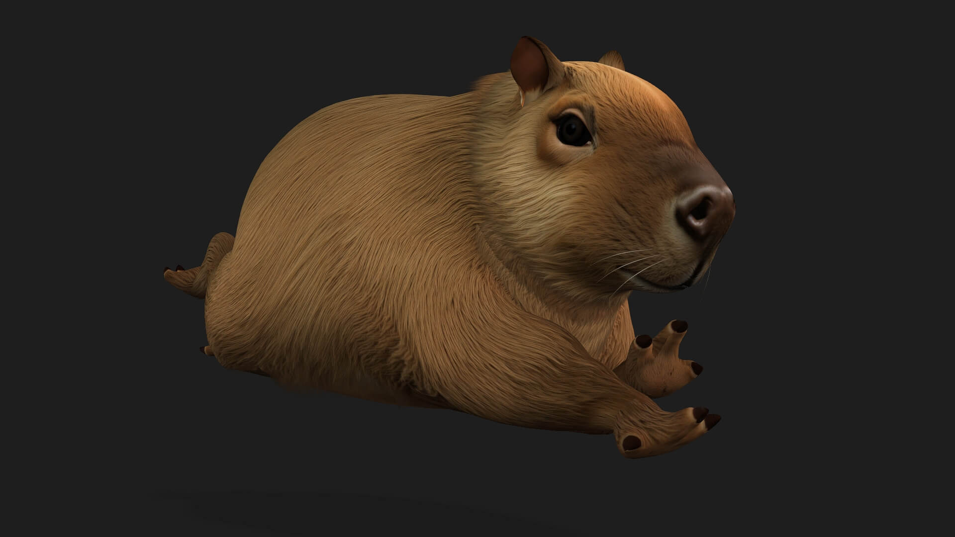 Capybara-A1-Animated 3D Animation by Animated3d