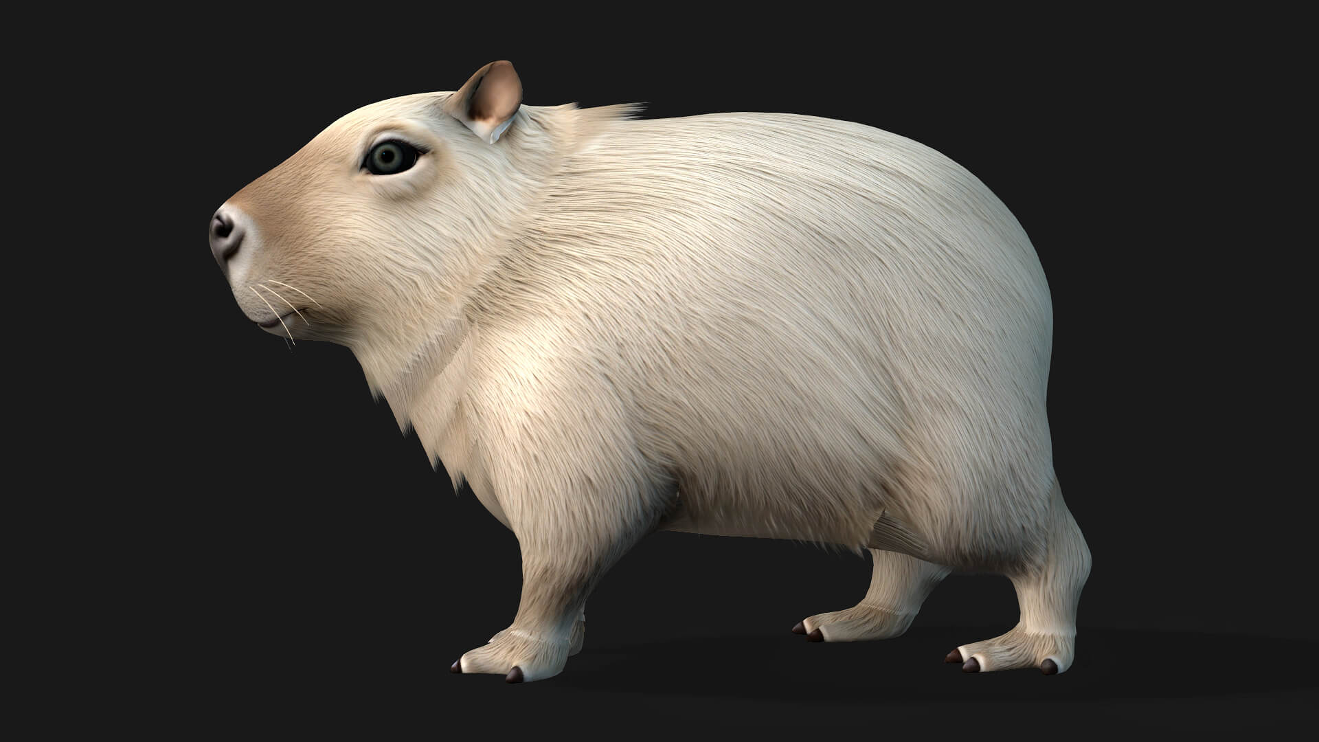 Capybara-A2-Animated 3D Animation by Animated3d