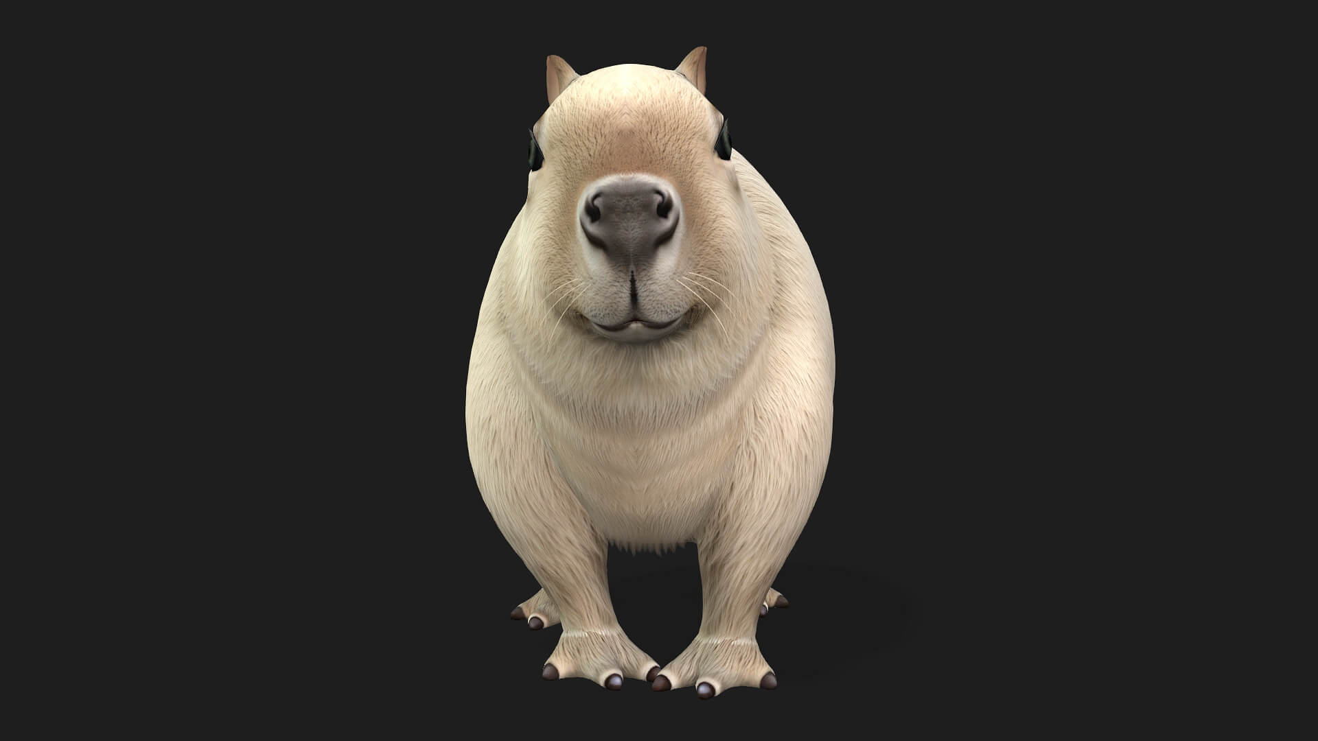 Capybara-A2-Animated 3D Animation by Animated3d