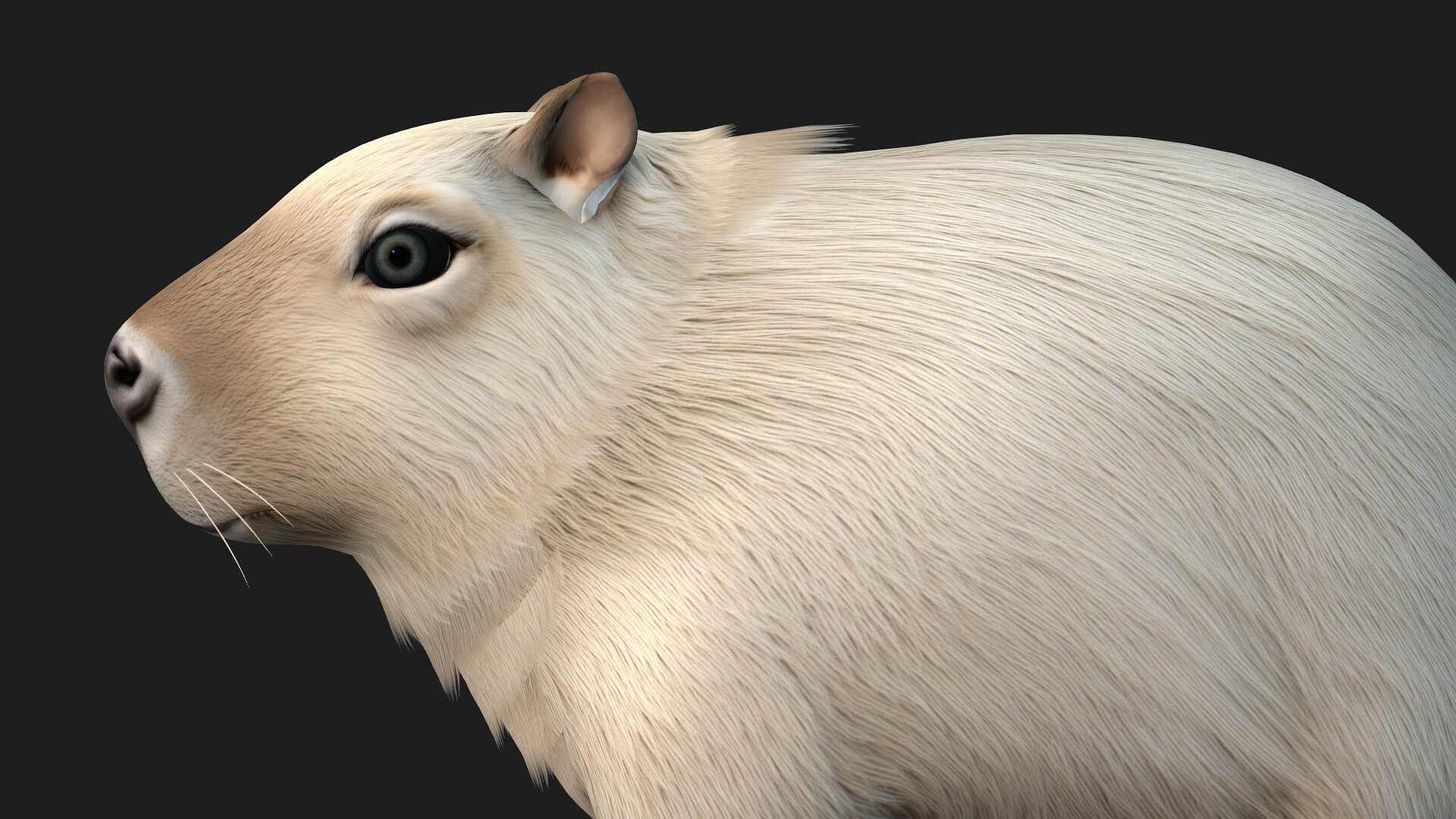 Capybara-A2-Animated 3D Animation by Animated3d