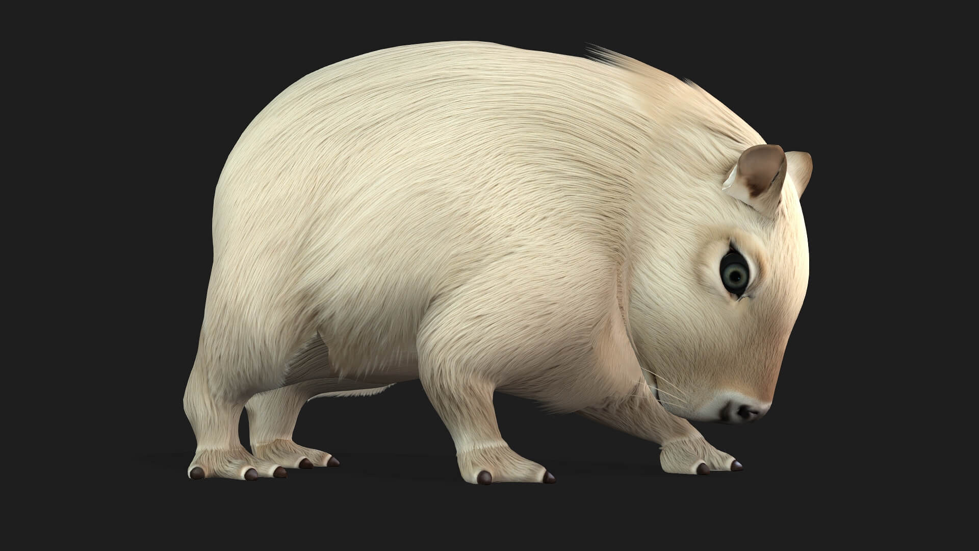 Capybara-A2-Animated 3D Animation by Animated3d