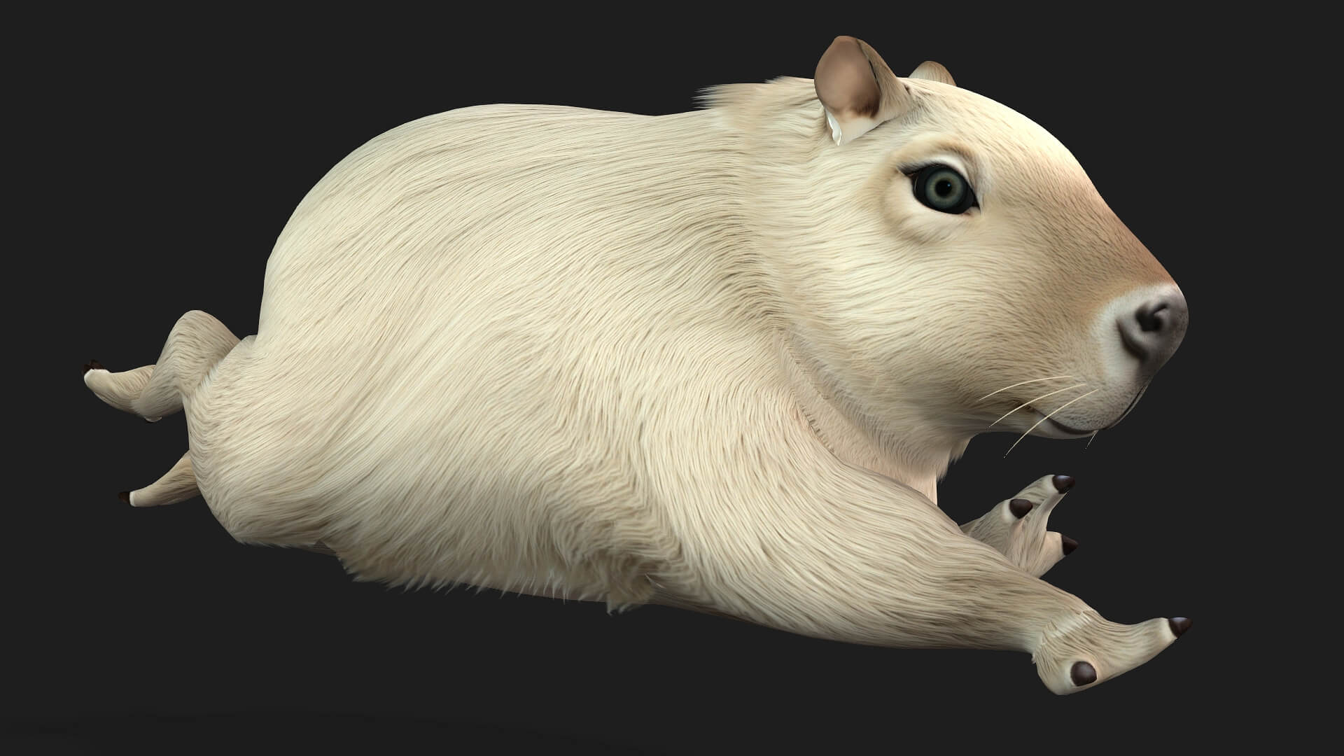 Capybara-A2-Animated 3D Animation by Animated3d