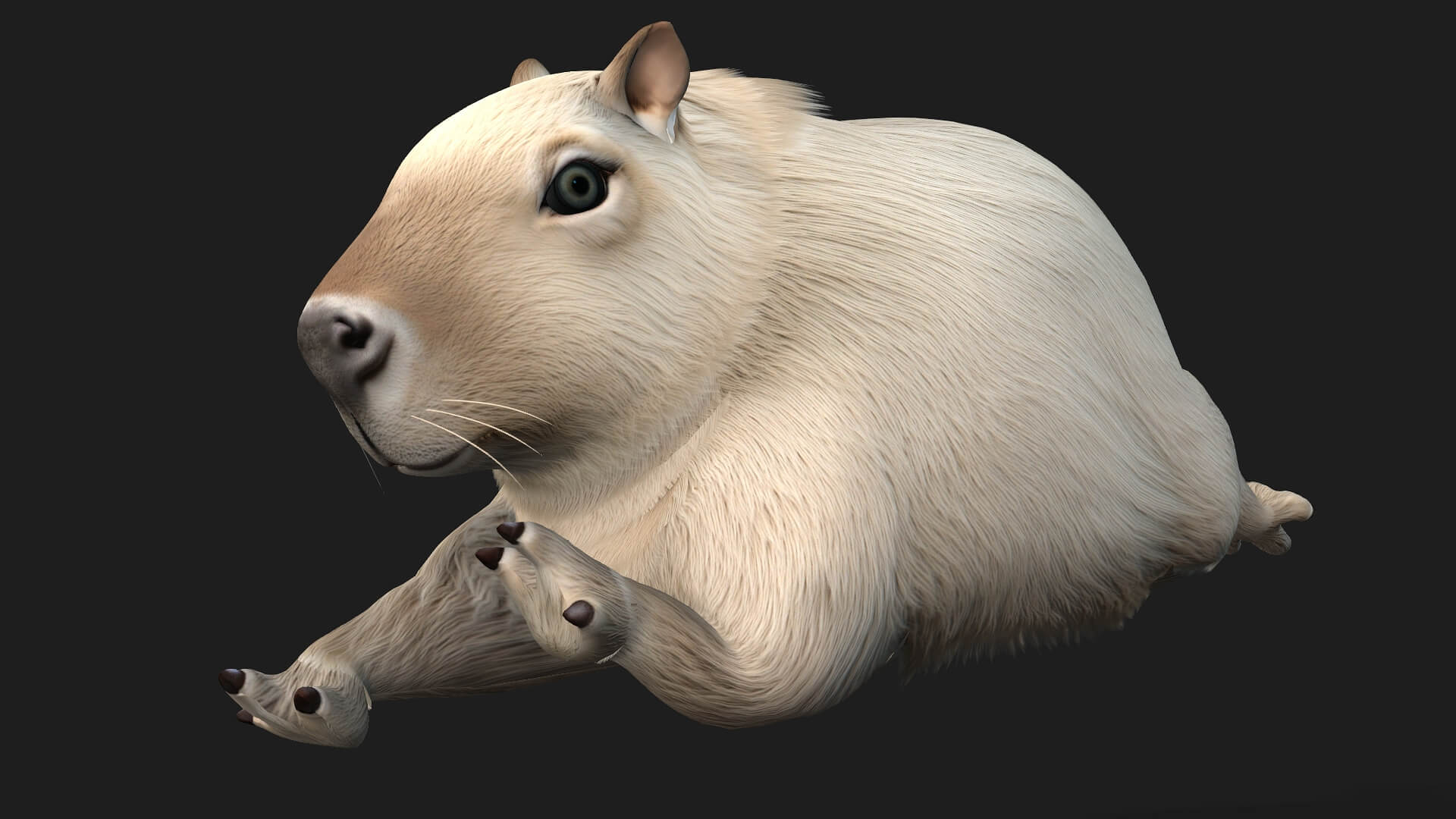 Capybara-A2-Animated 3D Animation by Animated3d