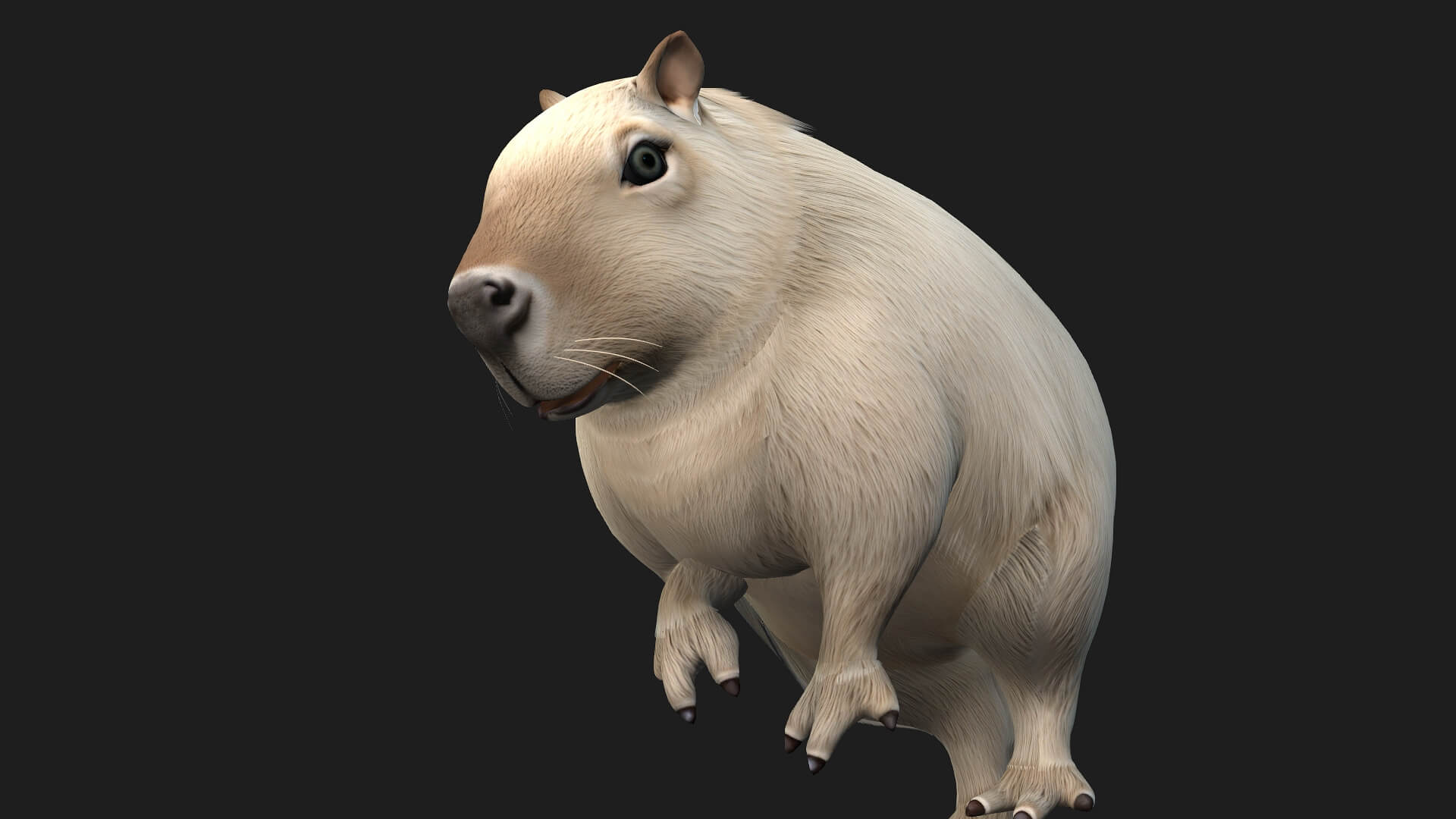 Capybara-A2-Animated 3D Animation by Animated3d
