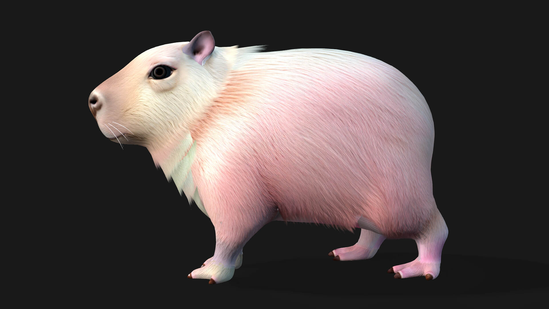 Capybara-A3-Animated 3D Animation by Animated3d