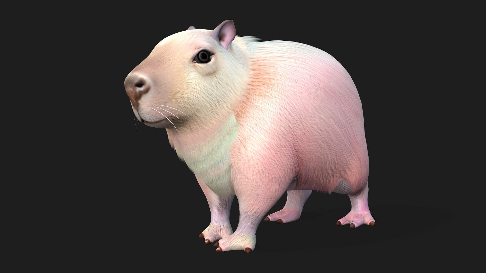 Capybara-A3-Animated 3D Animation by Animated3d