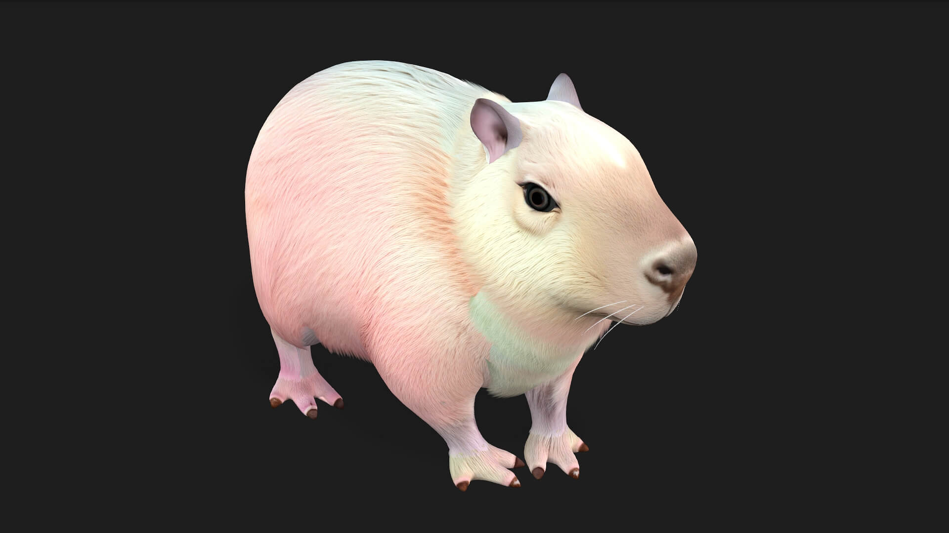 Capybara-A3-Animated 3D Animation by Animated3d