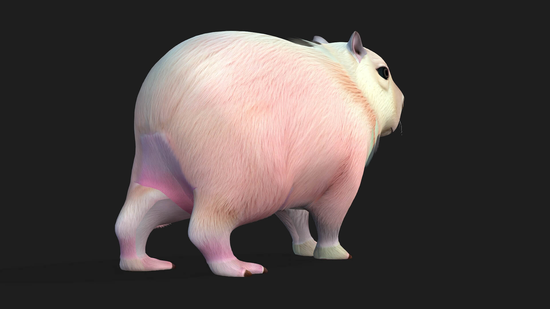 Capybara-A3-Animated 3D Animation by Animated3d