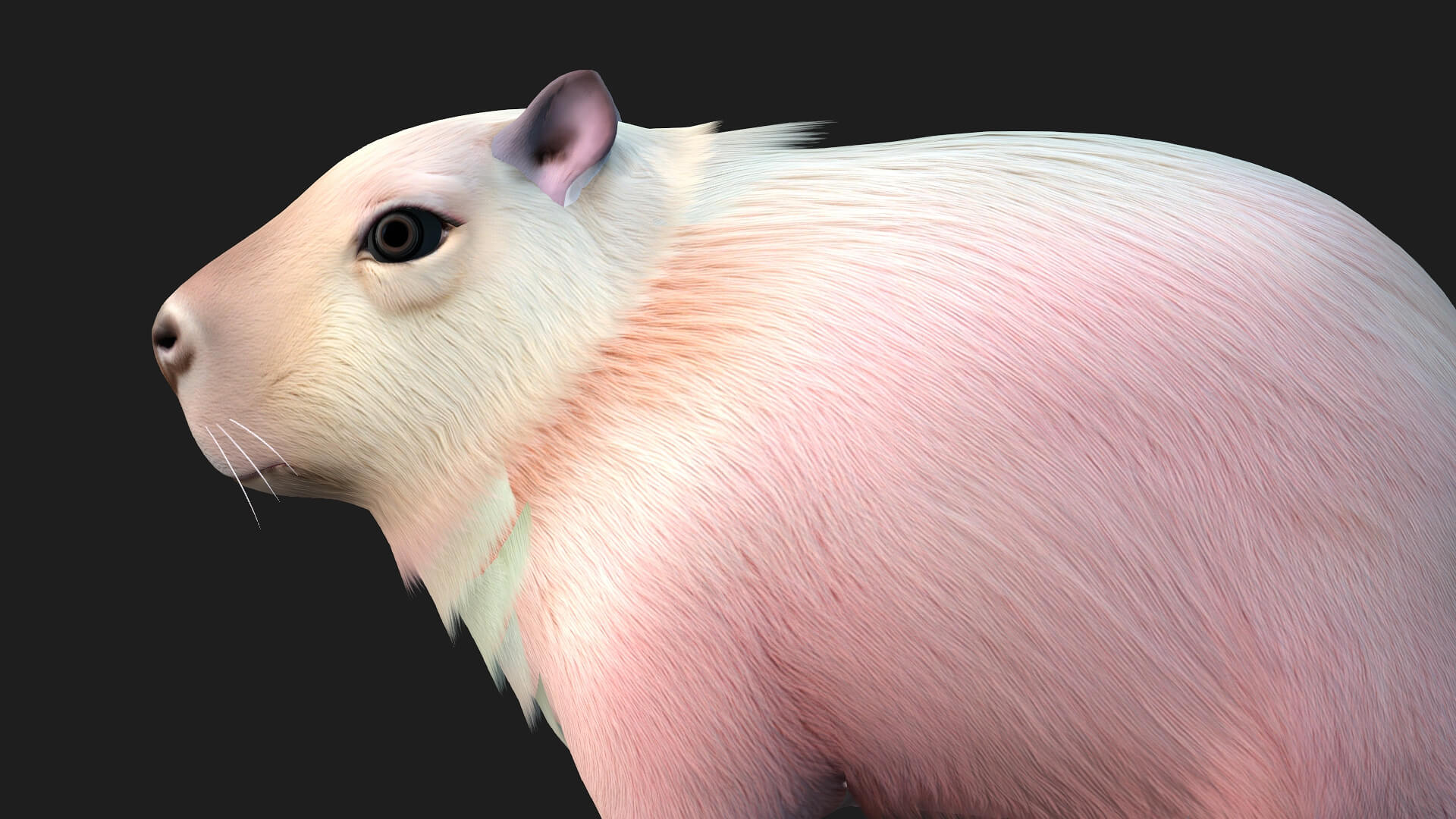 Capybara-A3-Animated 3D Animation by Animated3d