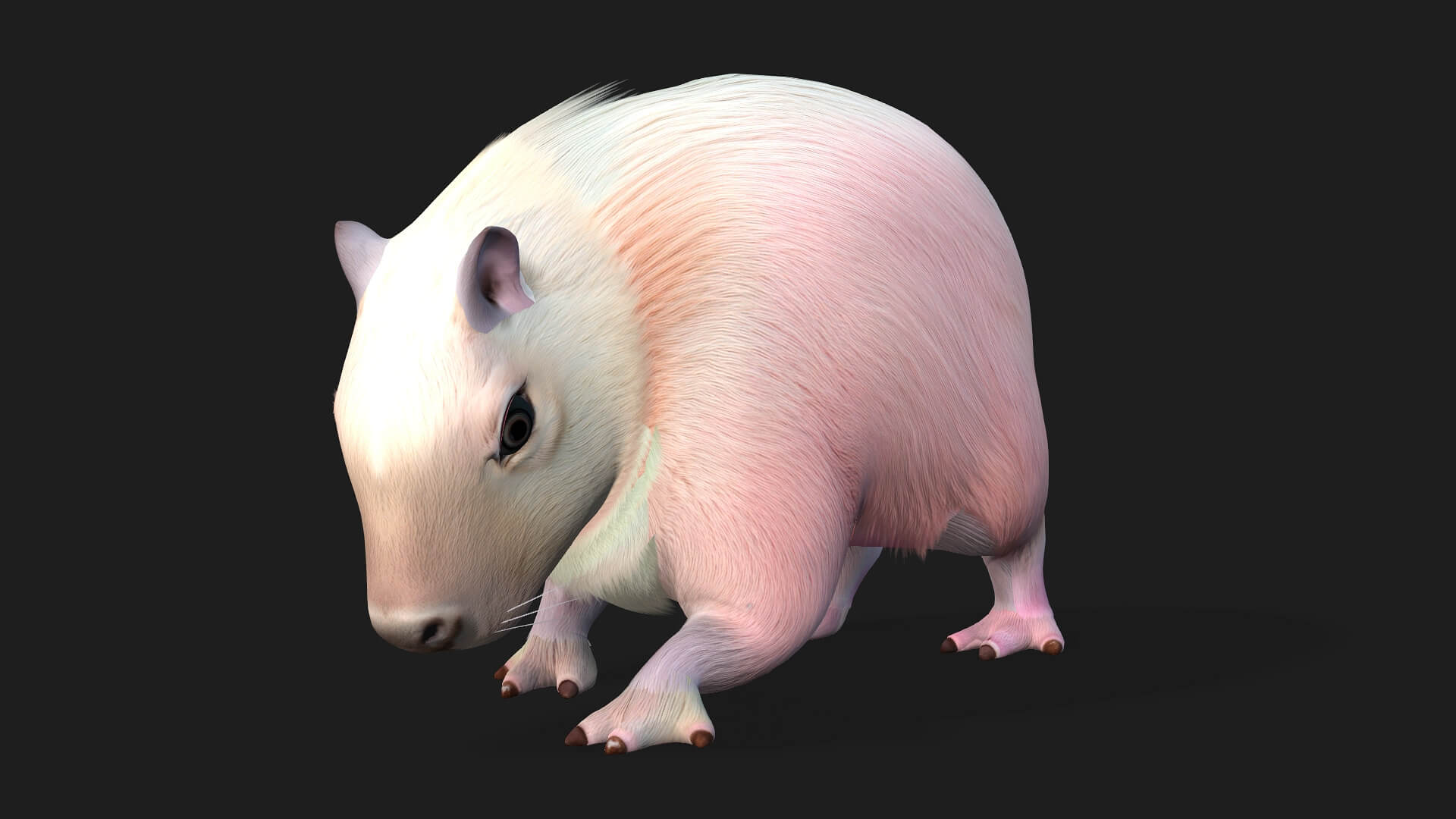 Capybara-A3-Animated 3D Animation by Animated3d