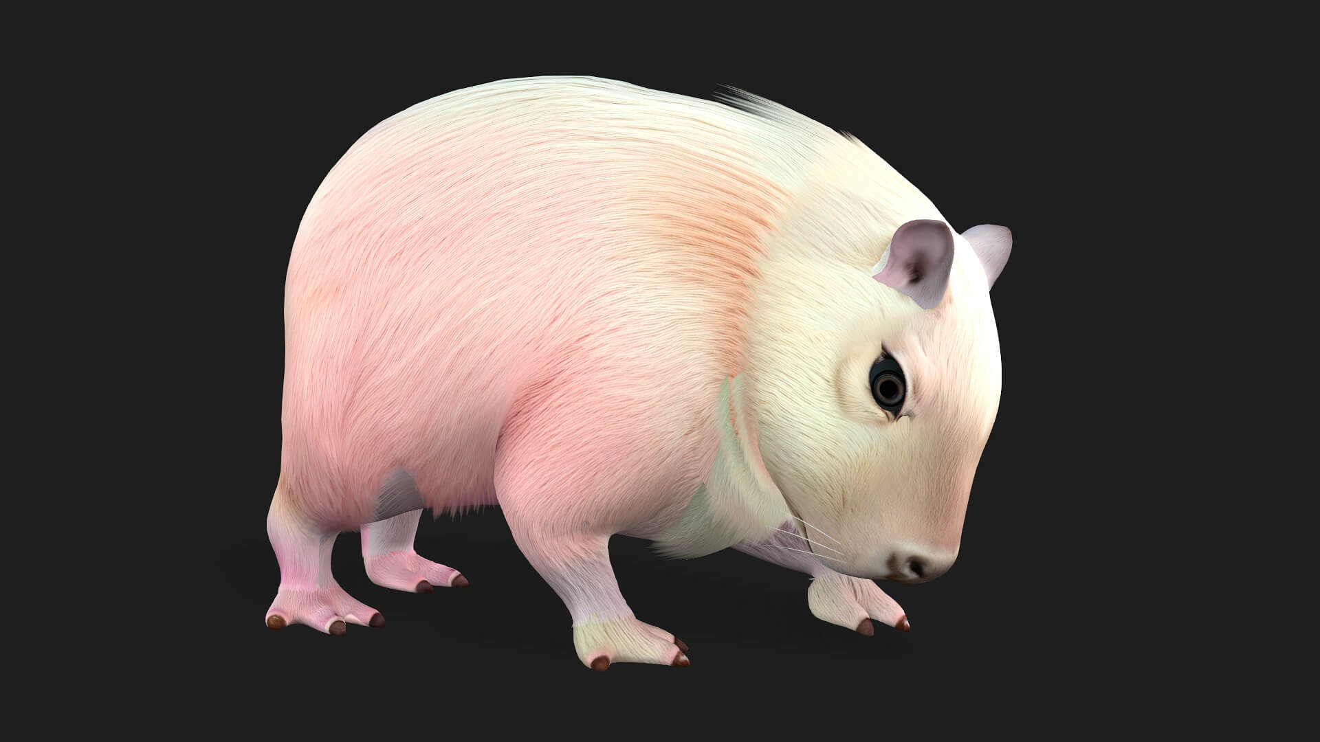 Capybara-A3-Animated 3D Animation by Animated3d