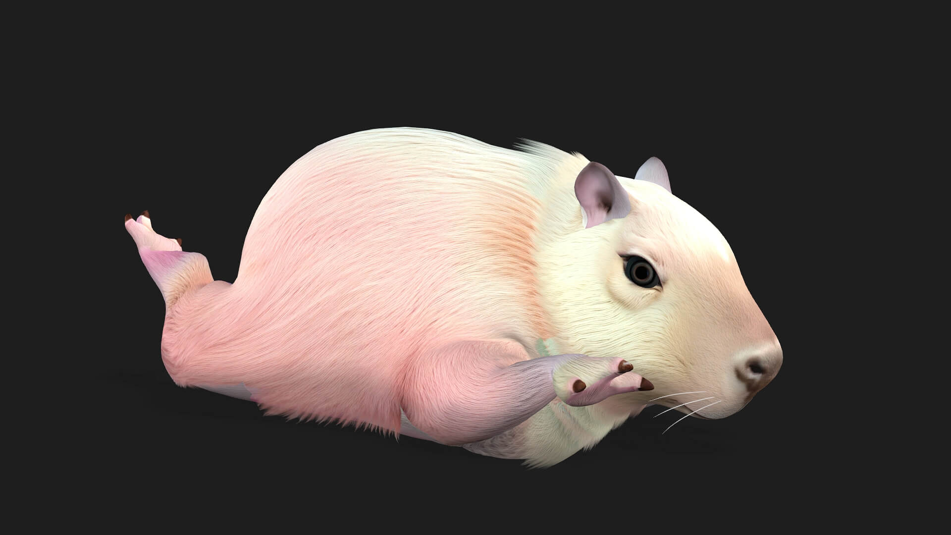 Capybara-A3-Animated 3D Animation by Animated3d