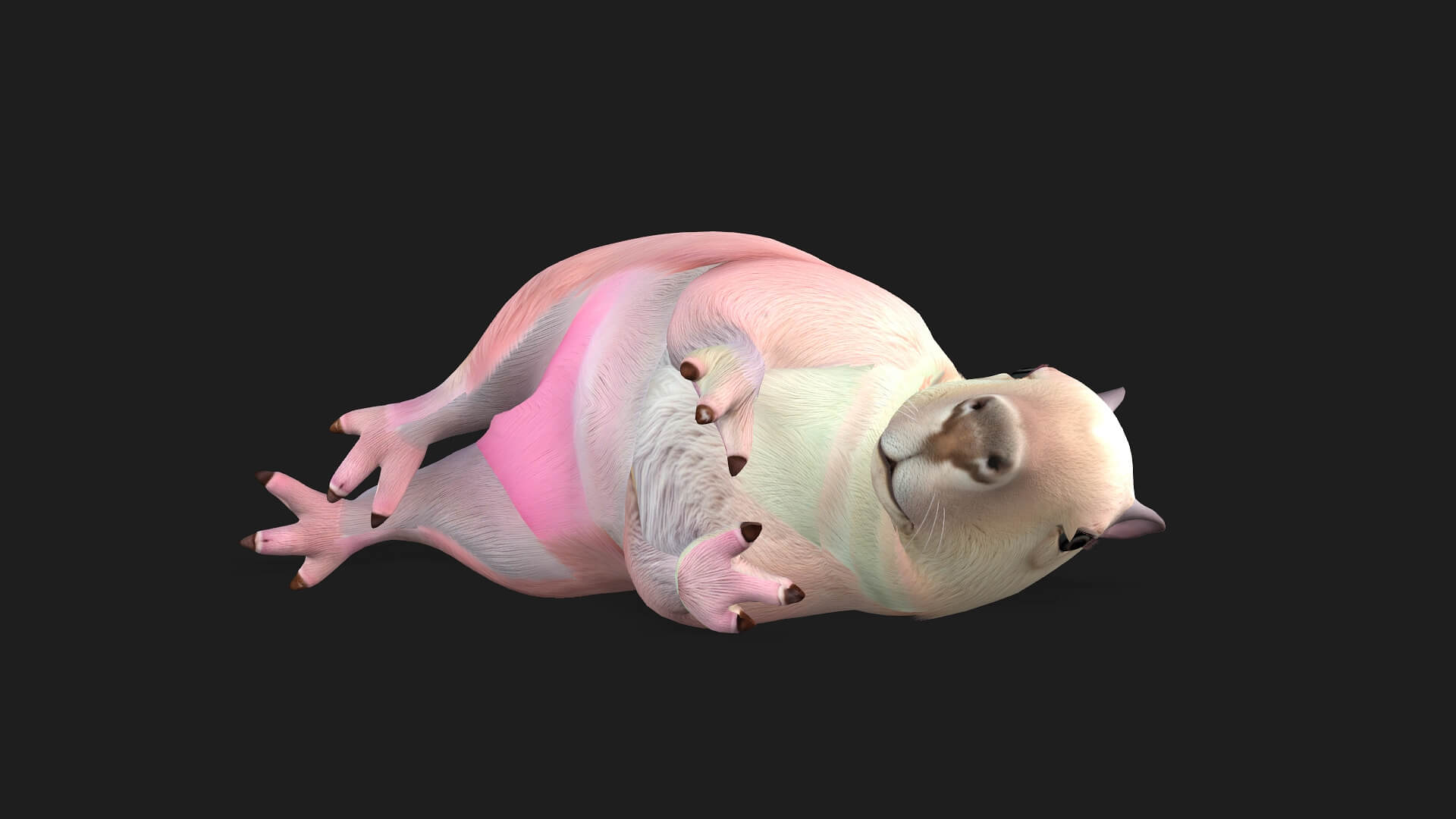 Capybara-A3-Animated 3D Animation by Animated3d