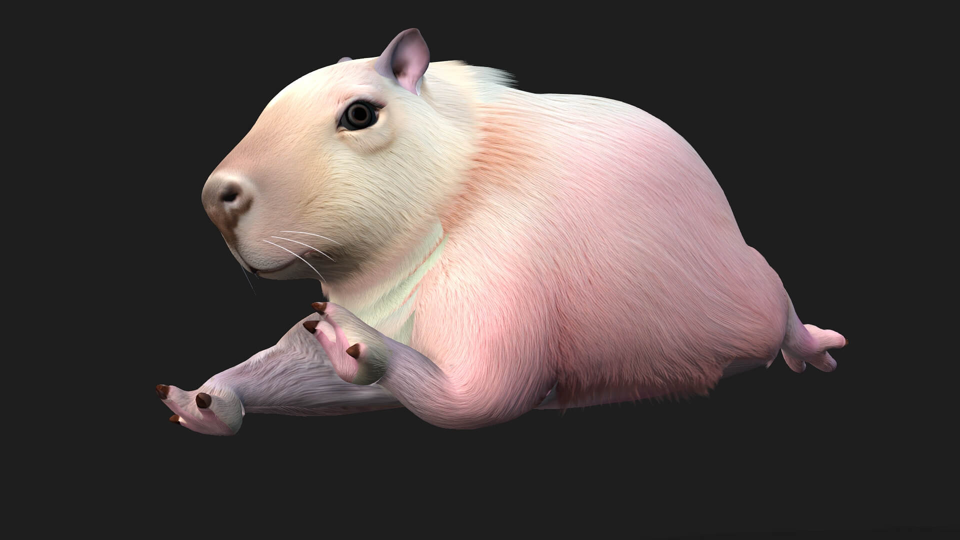 Capybara-A3-Animated 3D Animation by Animated3d