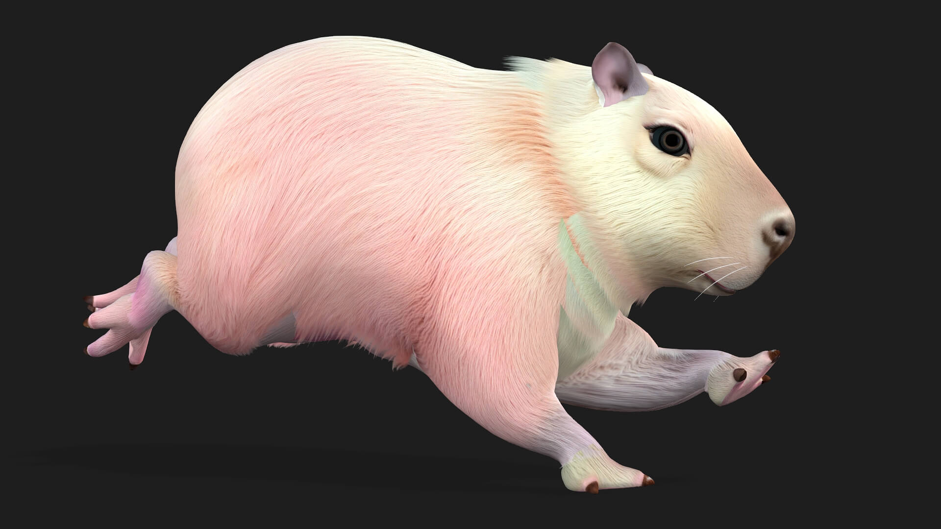 Capybara-A3-Animated 3D Animation by Animated3d
