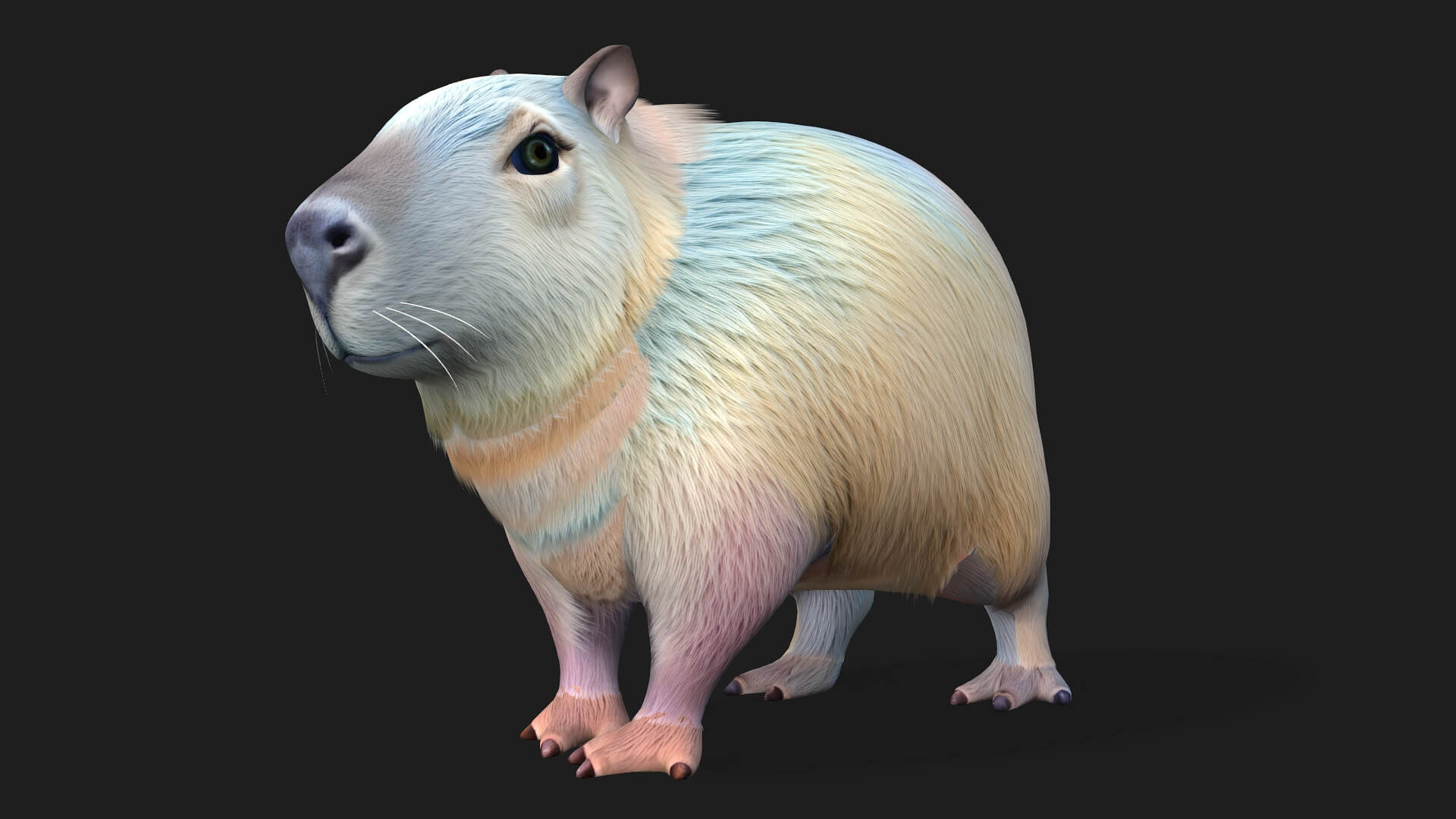 Capybara-A4-Animated 3D Animation by Animated3d