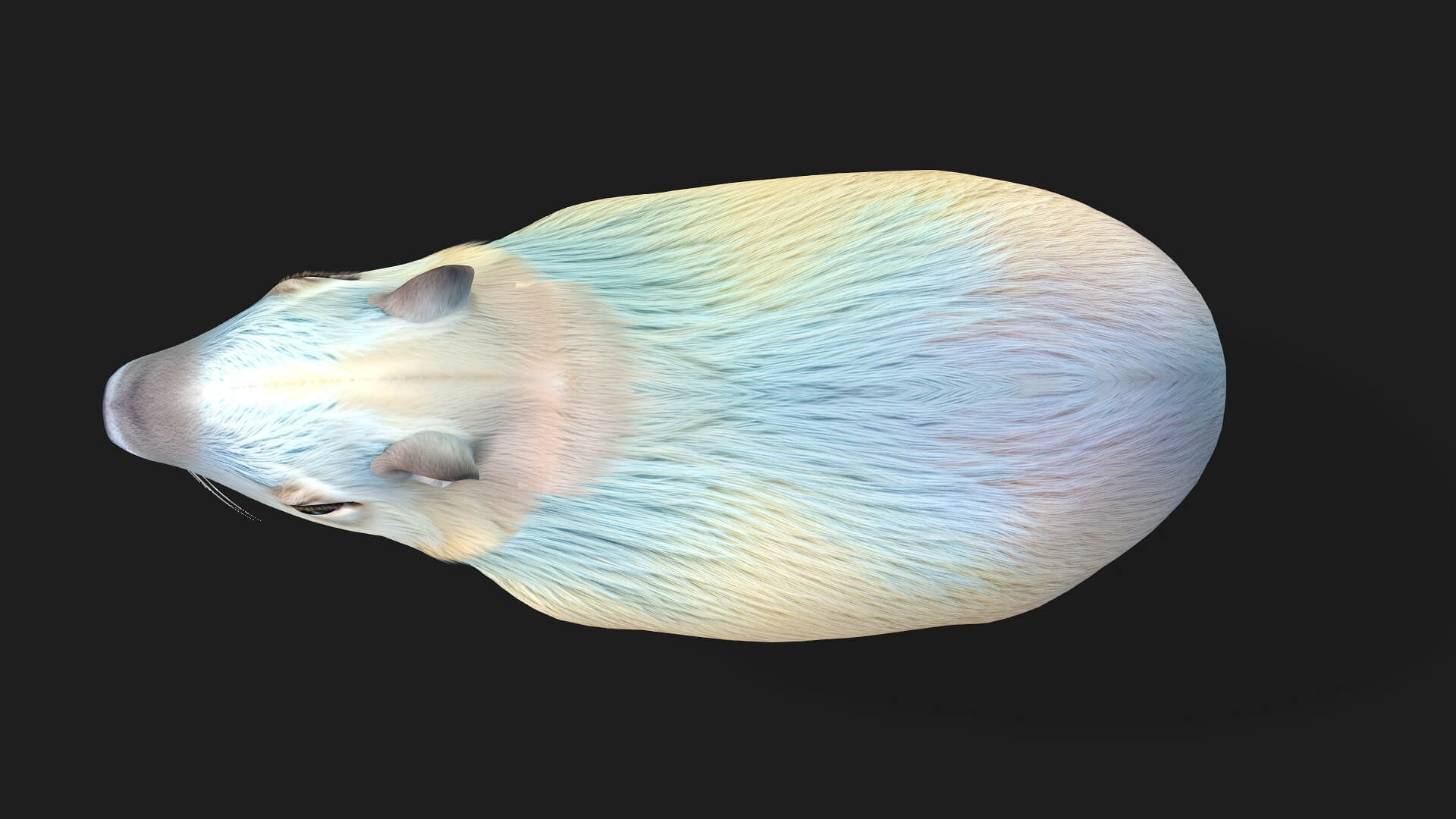 Capybara-A4-Animated 3D Animation by Animated3d