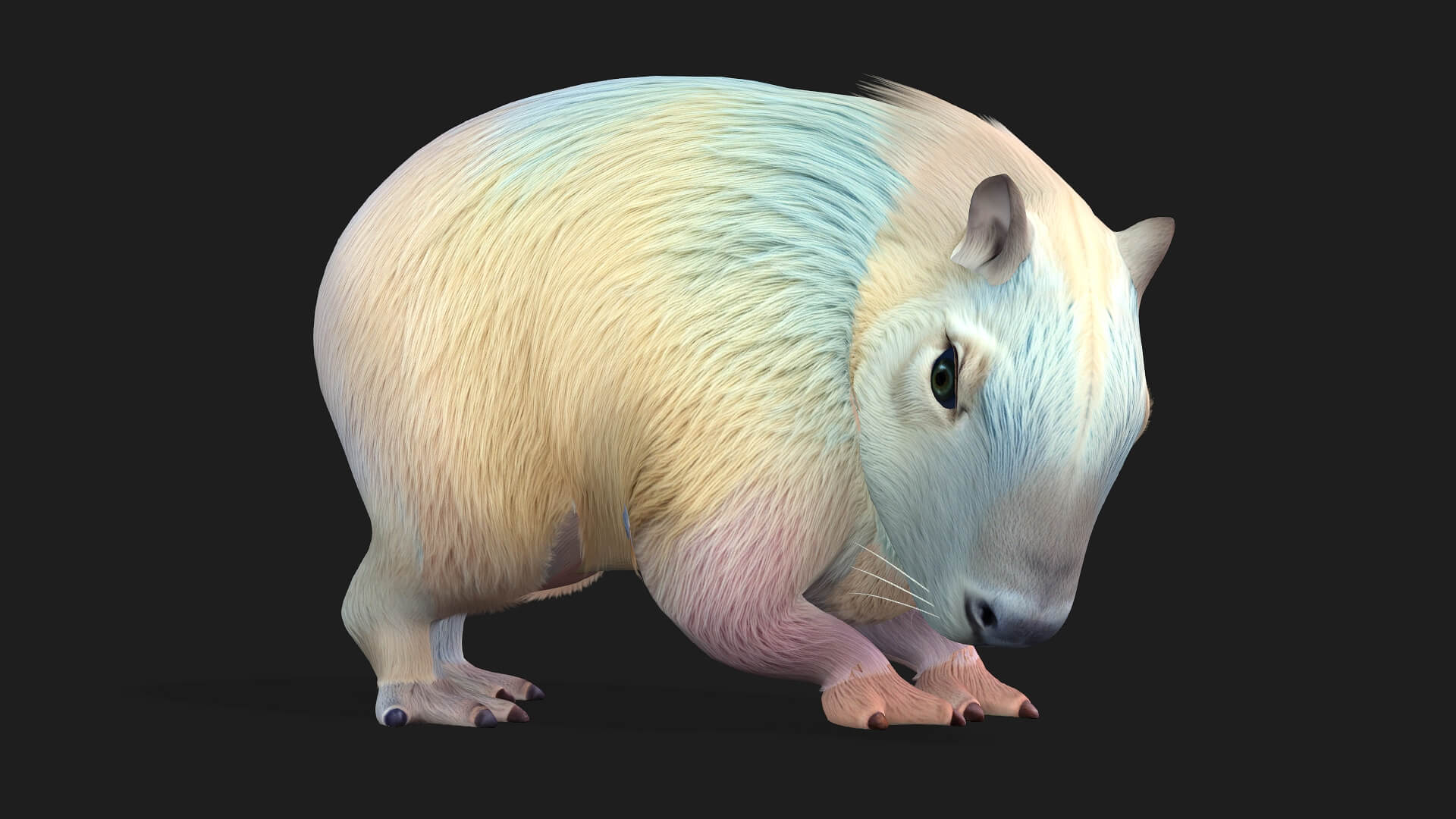 Capybara-A4-Animated 3D Animation by Animated3d