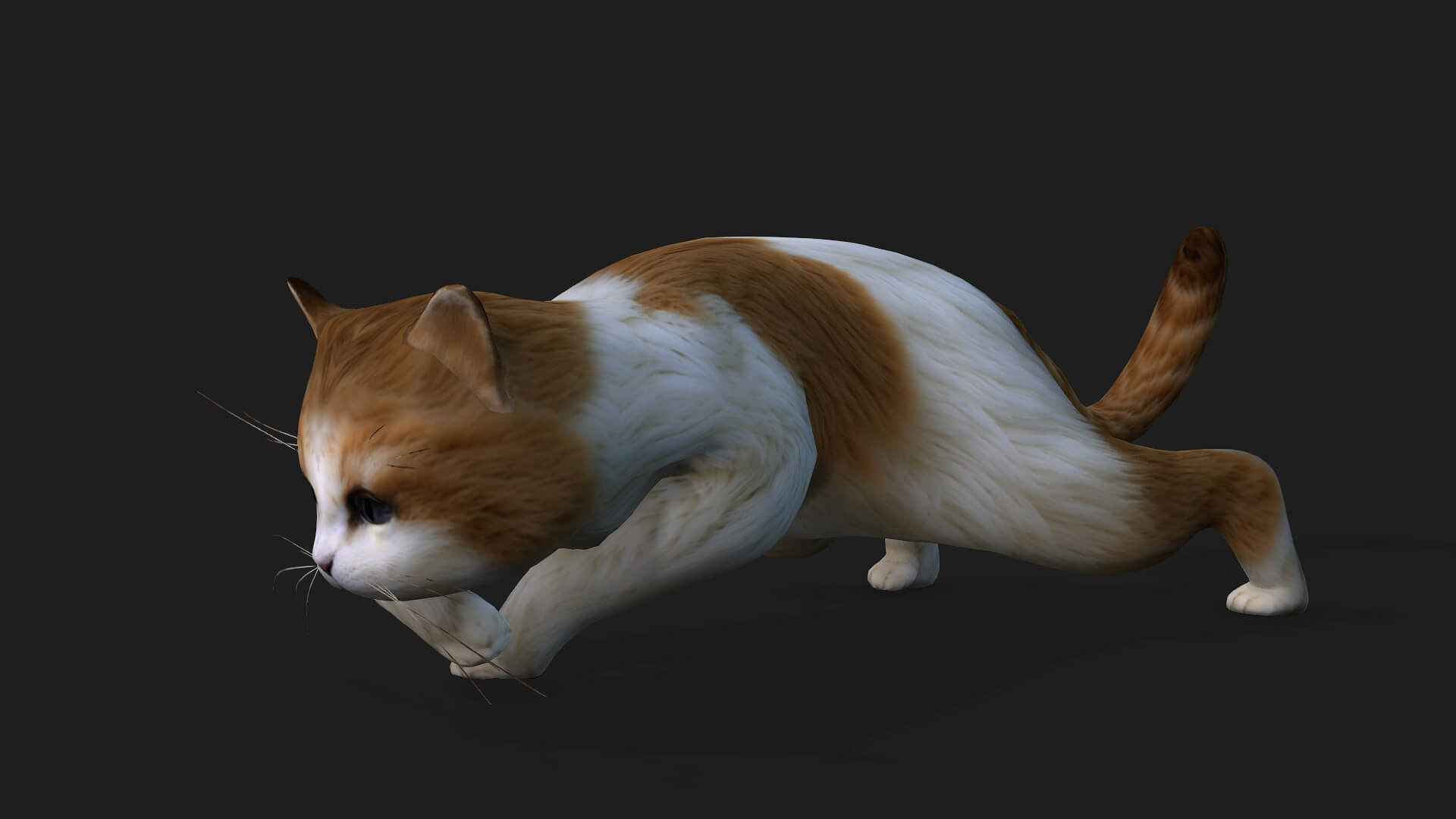 Cat A1 Animated - 3D Model by Animated3d