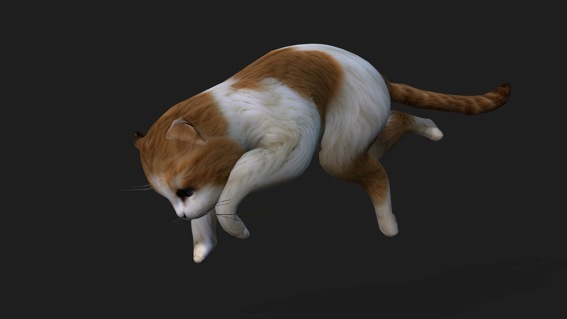 Cat A1 Animated - 3D Model by Animated3d