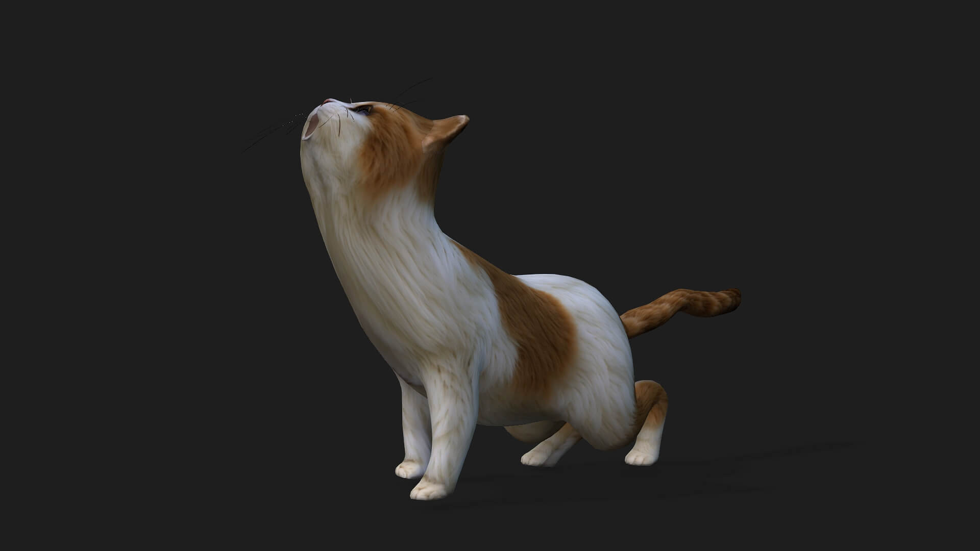 Cat A1 Animated - 3D Model by Animated3d