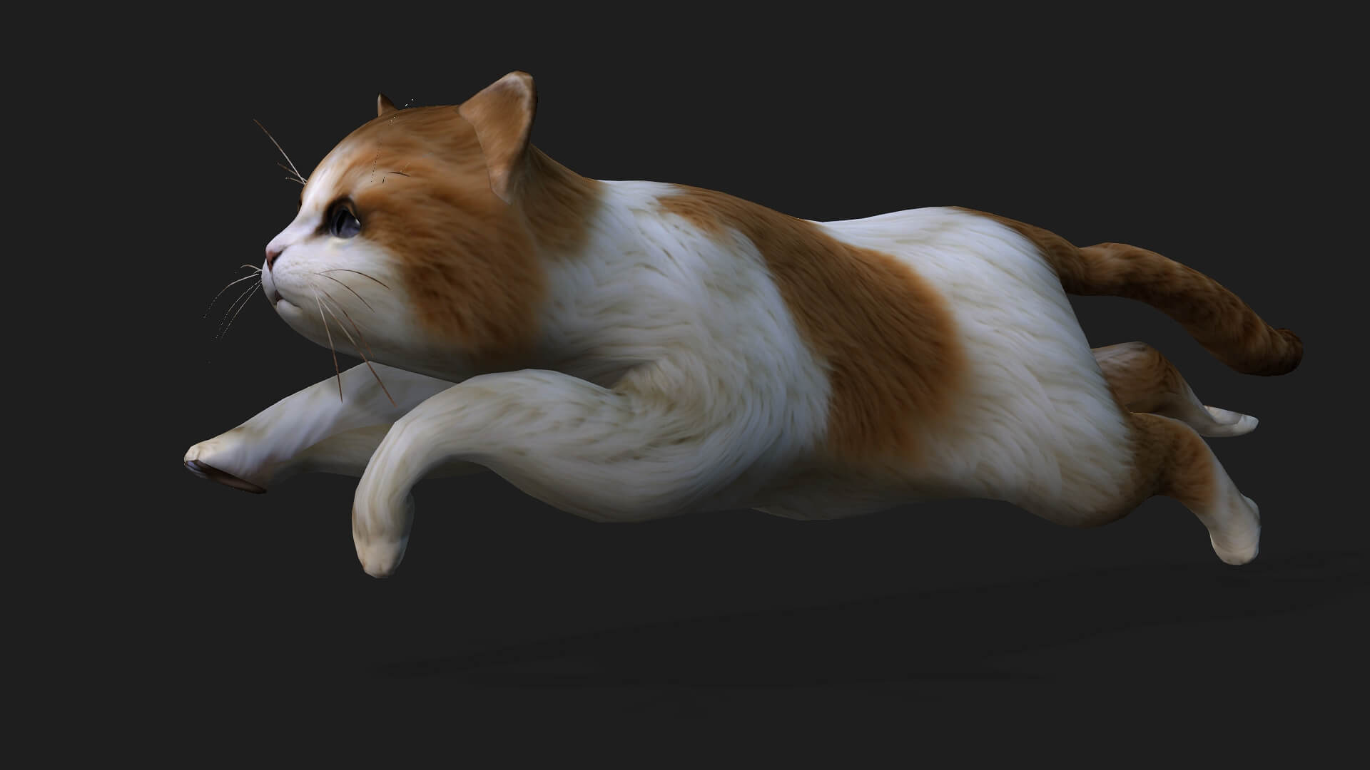 Cat A1 Animated - 3D Model by Animated3d