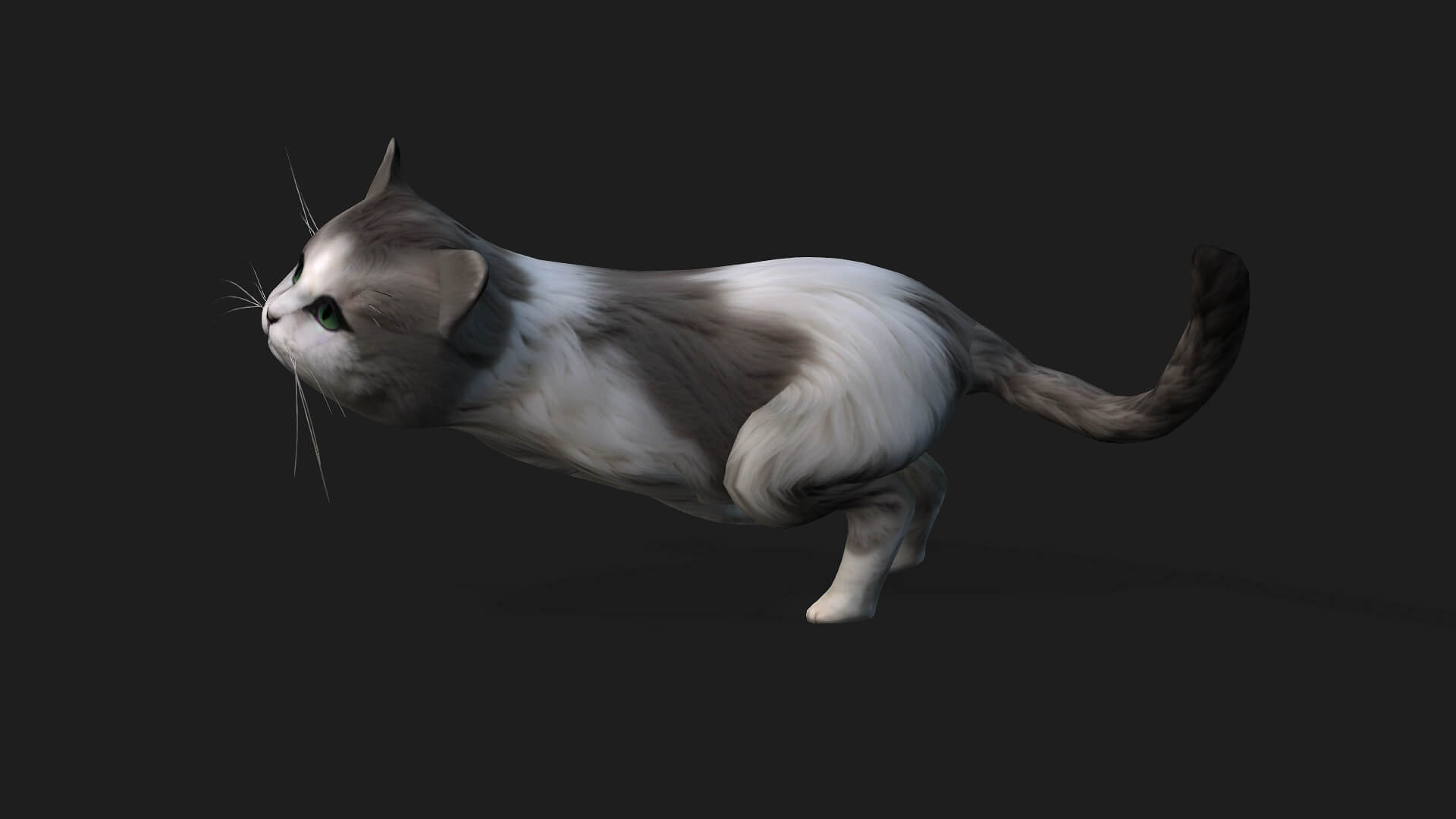 Cat A2 Animated - 3D Model by Animated3d