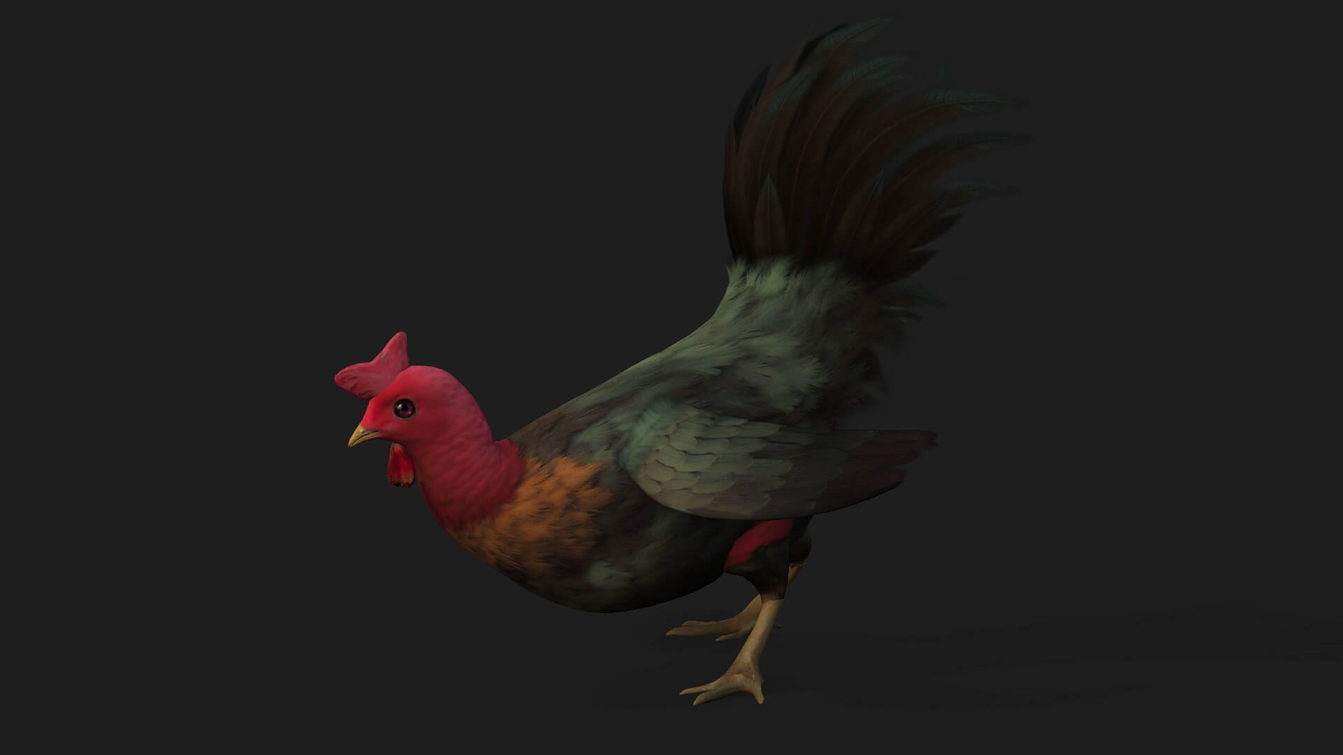 Chicken A5 Animated - 3D Model by Animated3d